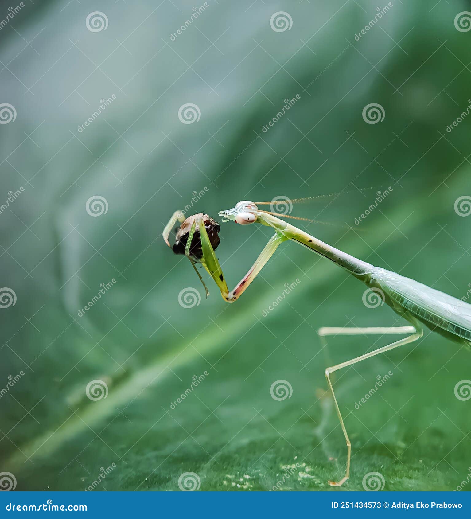 Rezar Para Que Mantis Coma Insetos Nas Folhas Imagem de Stock - Imagem ...