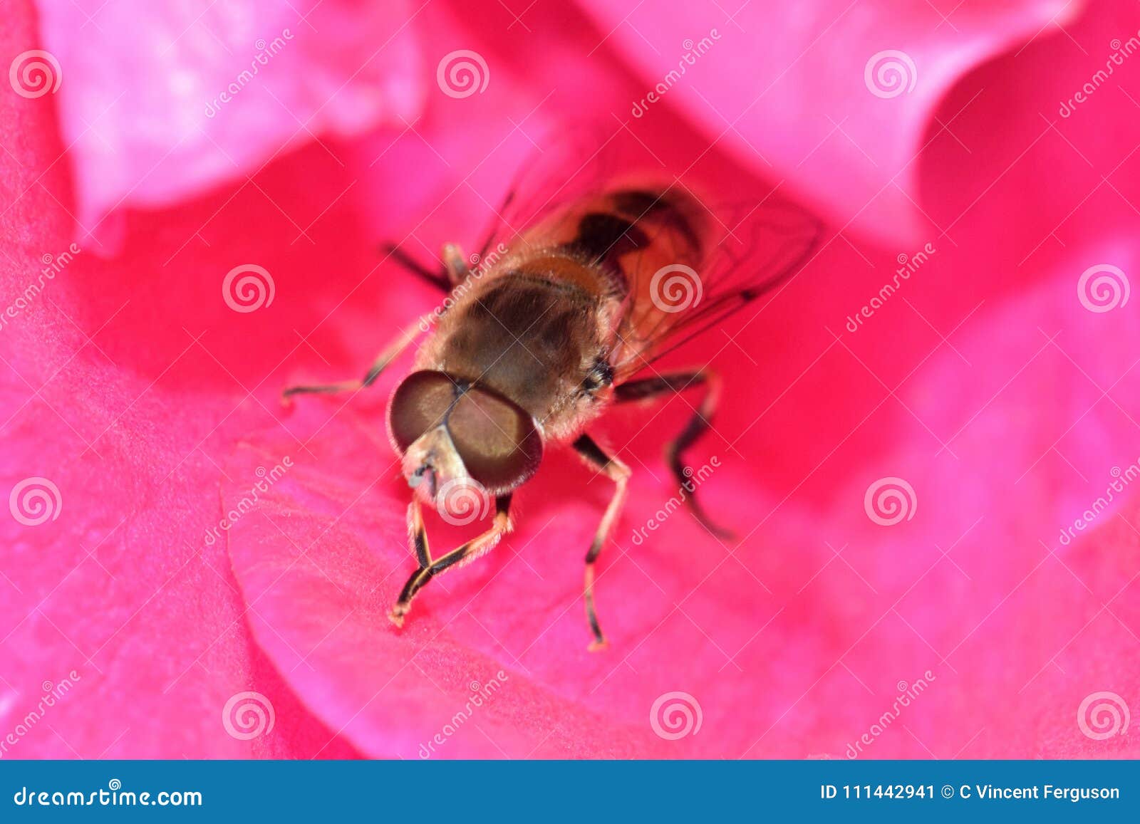 Rezo De La Abeja En Rose Flower Rosada Imagen de archivo - Imagen de ...