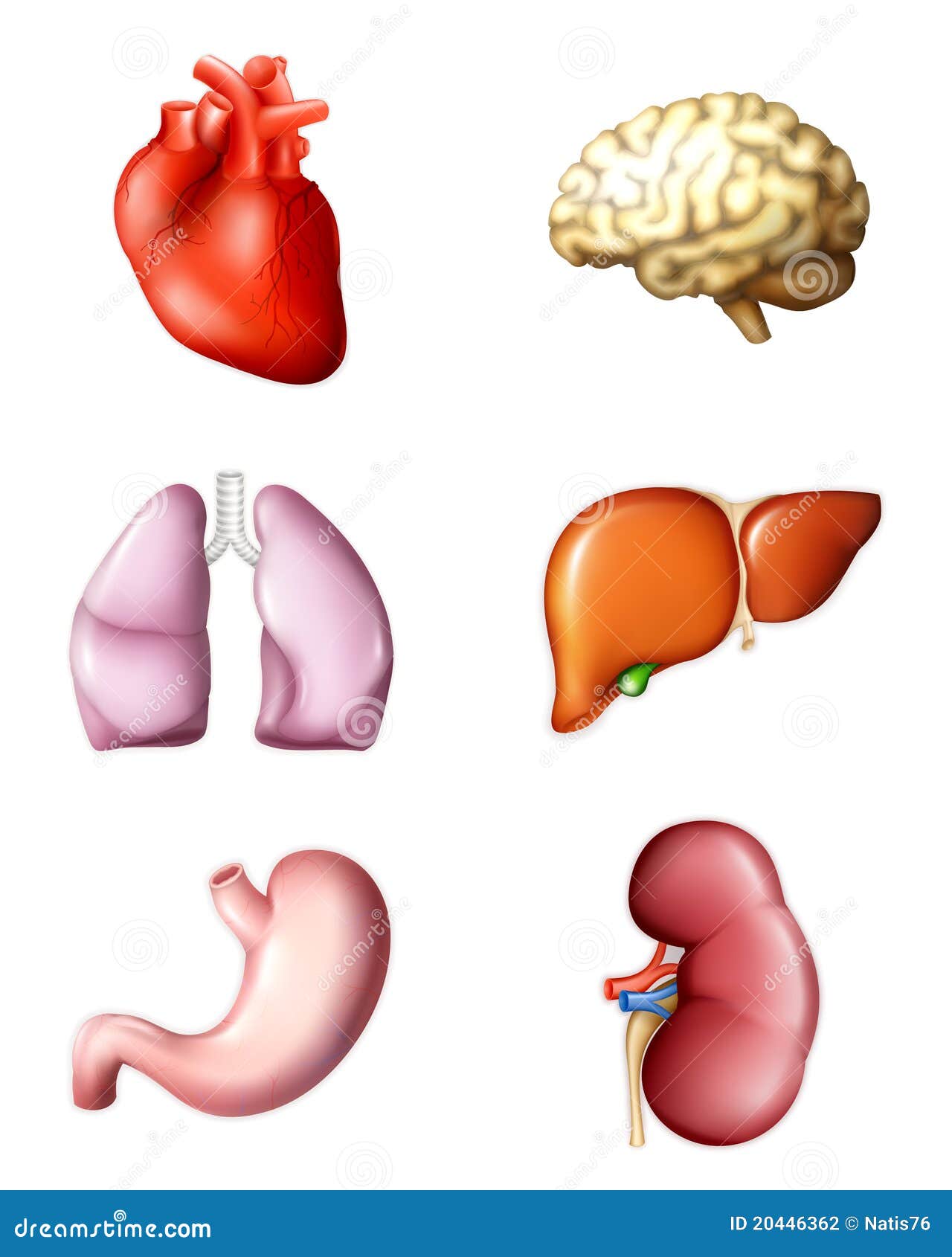 Órganos Humanos Internos Fotografía de archivo - Imagen: 20446362
