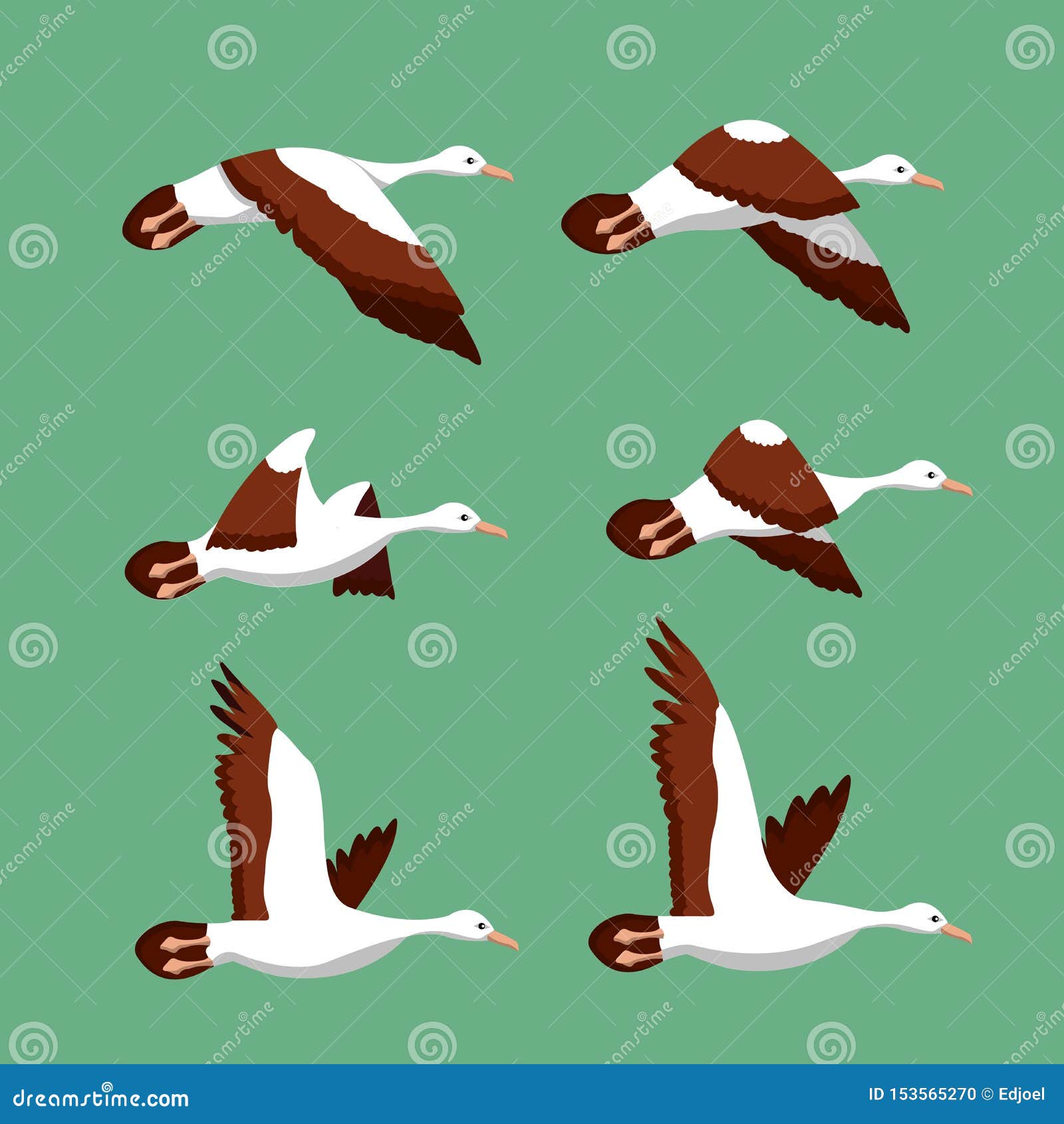 Phases of Movement of the Wings in the Flight of a Bird Vector Stock ...