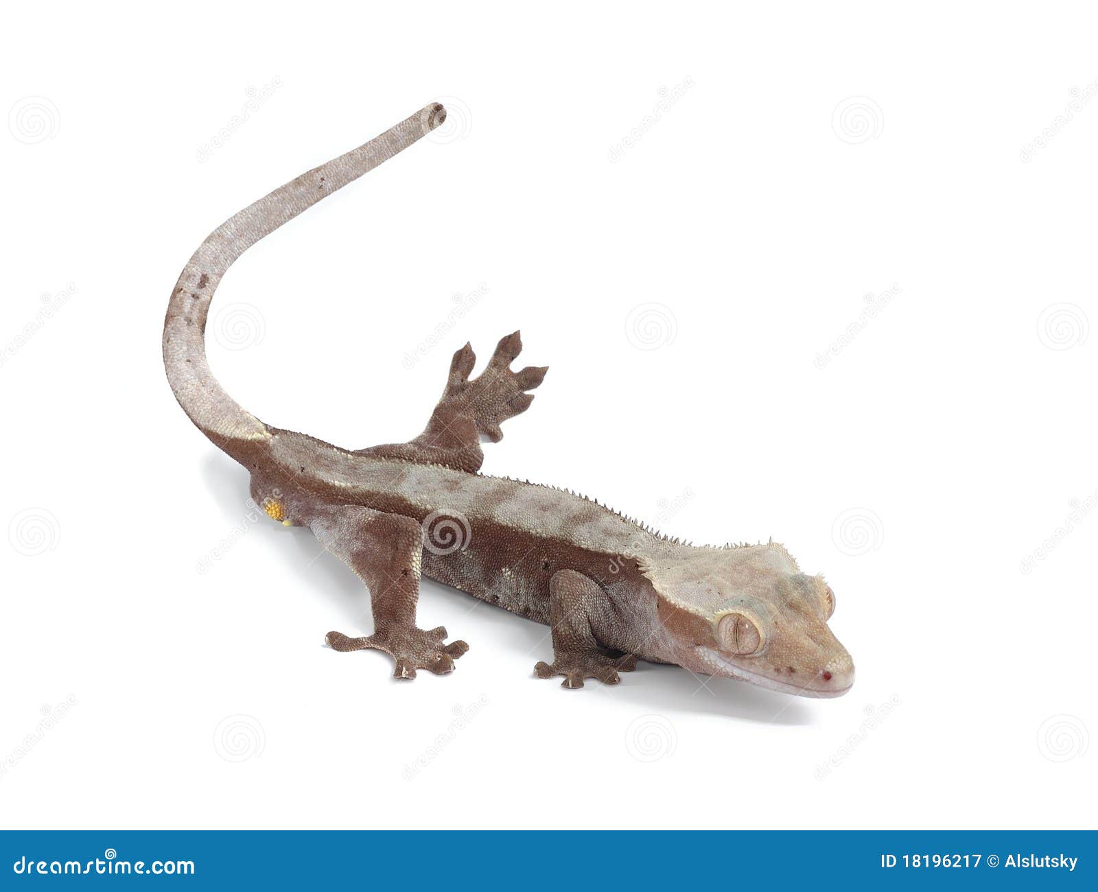Rhacodactylus ciliatus stock image. Image of closeup - 18196217