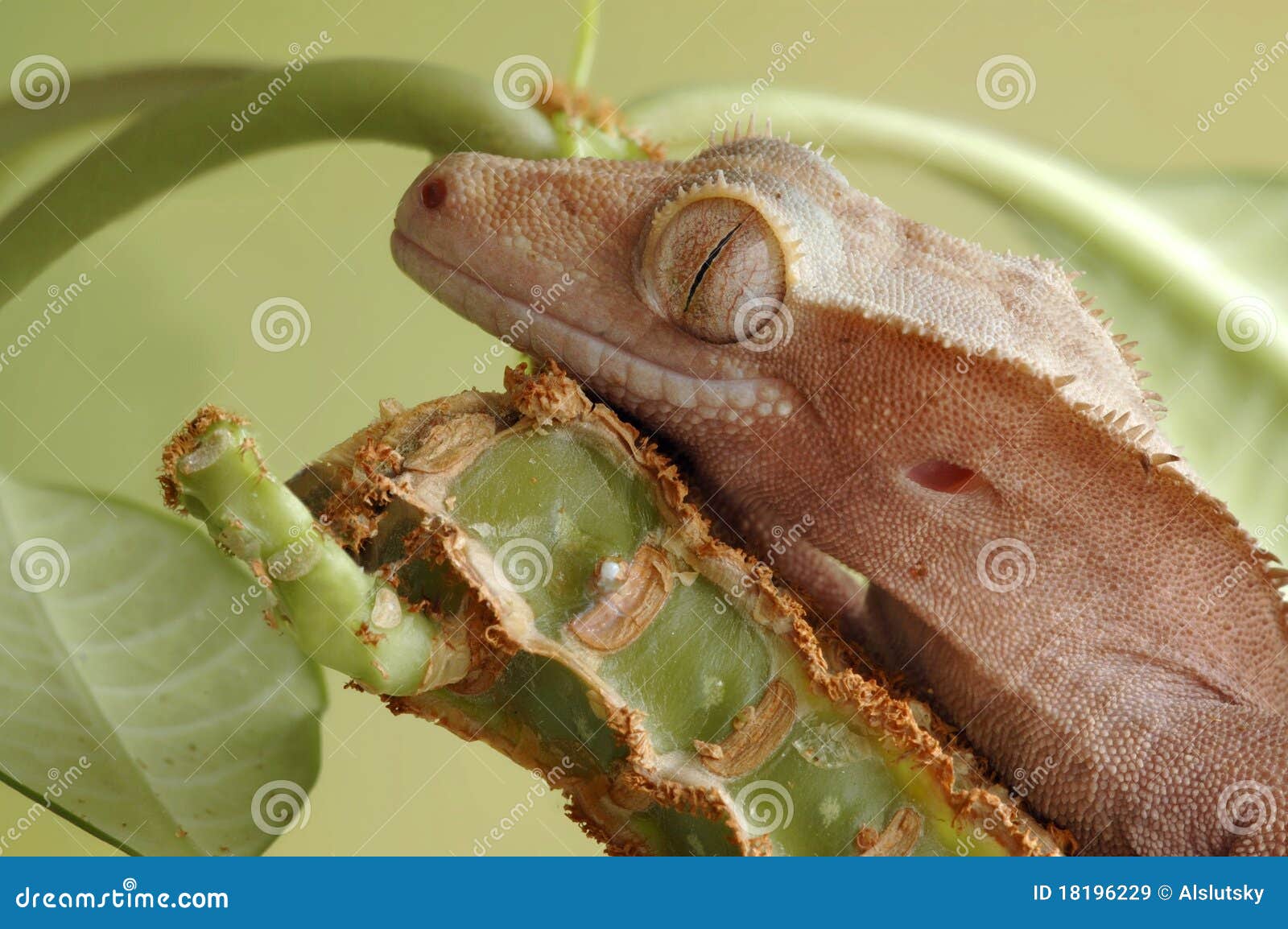 Rhacodactylus ciliatus stock image. Image of nature, closeup - 18196229