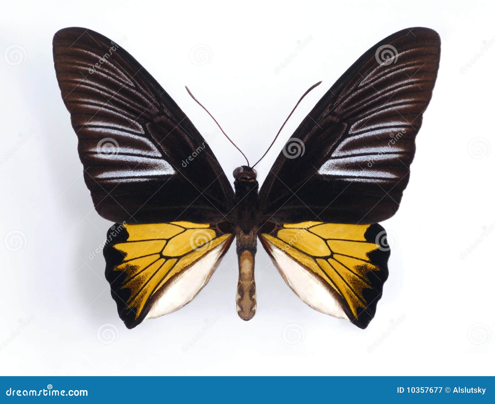 Rhadamantus de Troides image stock. Image du serein, ornemental - 10357677