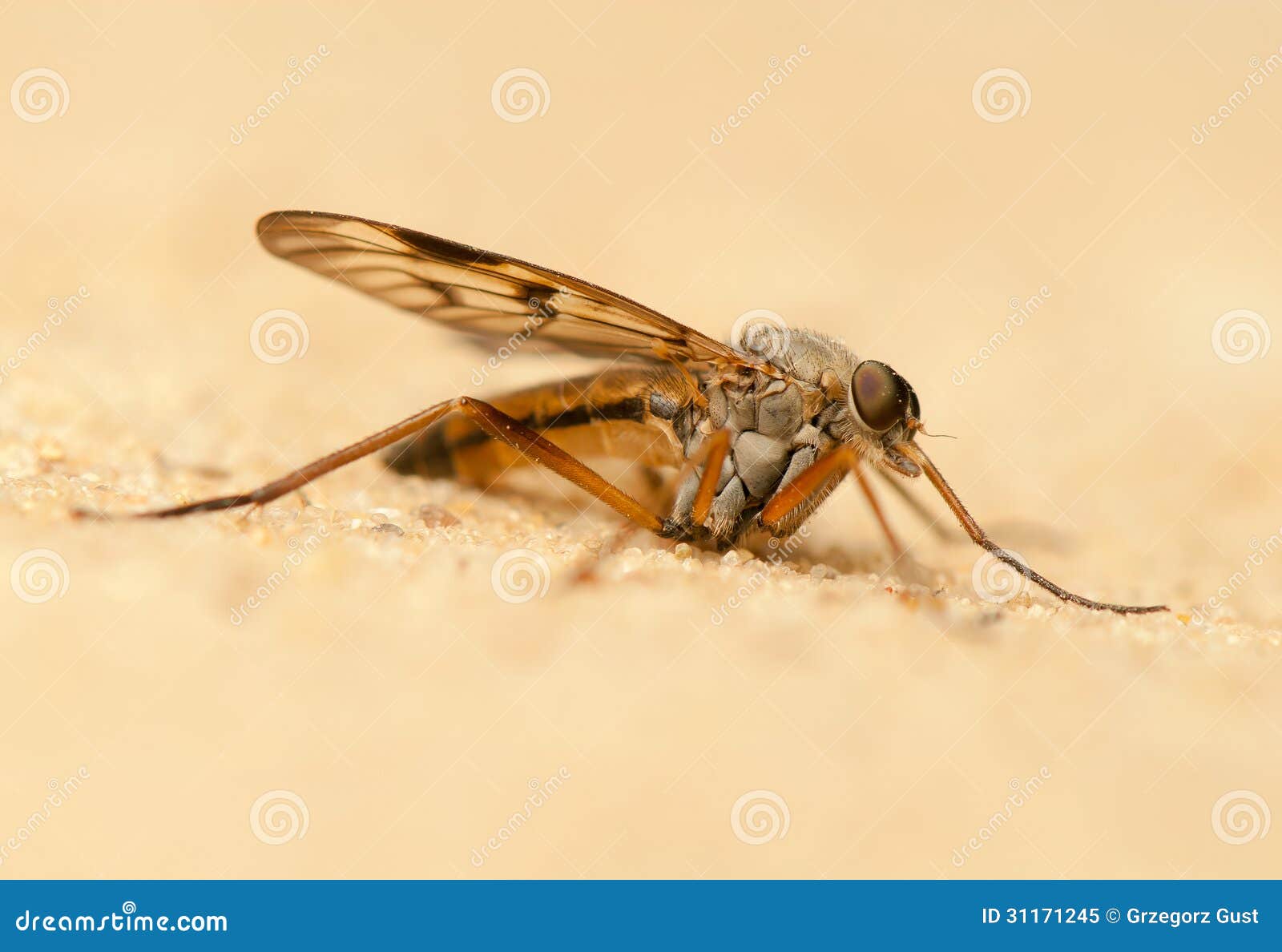 Rhagio scolopaceus stock image. Image of rhagionidae - 31171245