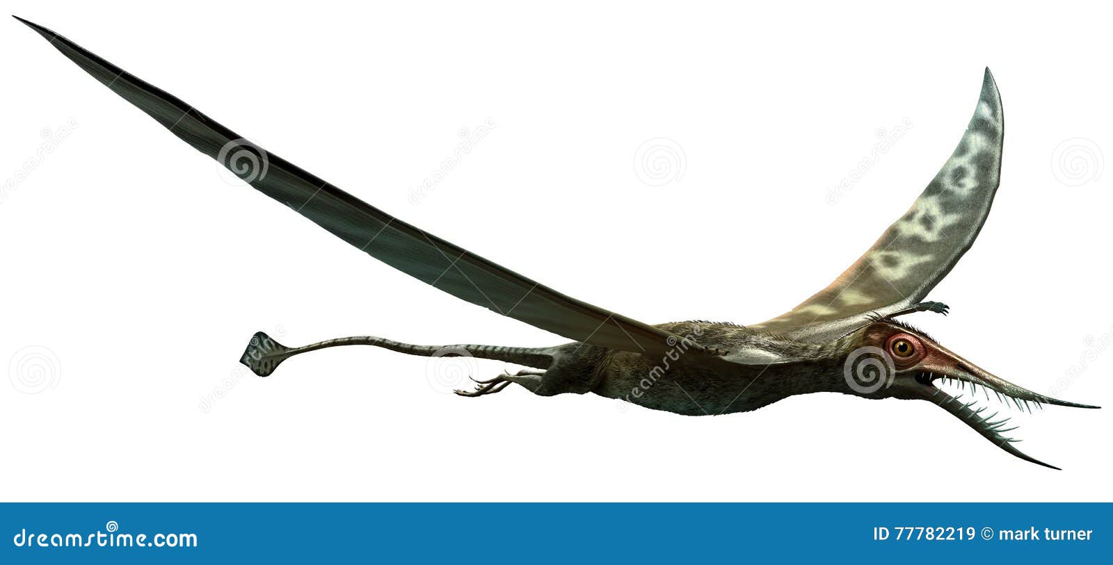 Rhamphorhynchus, Flying Pterosaur. Long-tailed Winged Dinosaur. Ancient ...