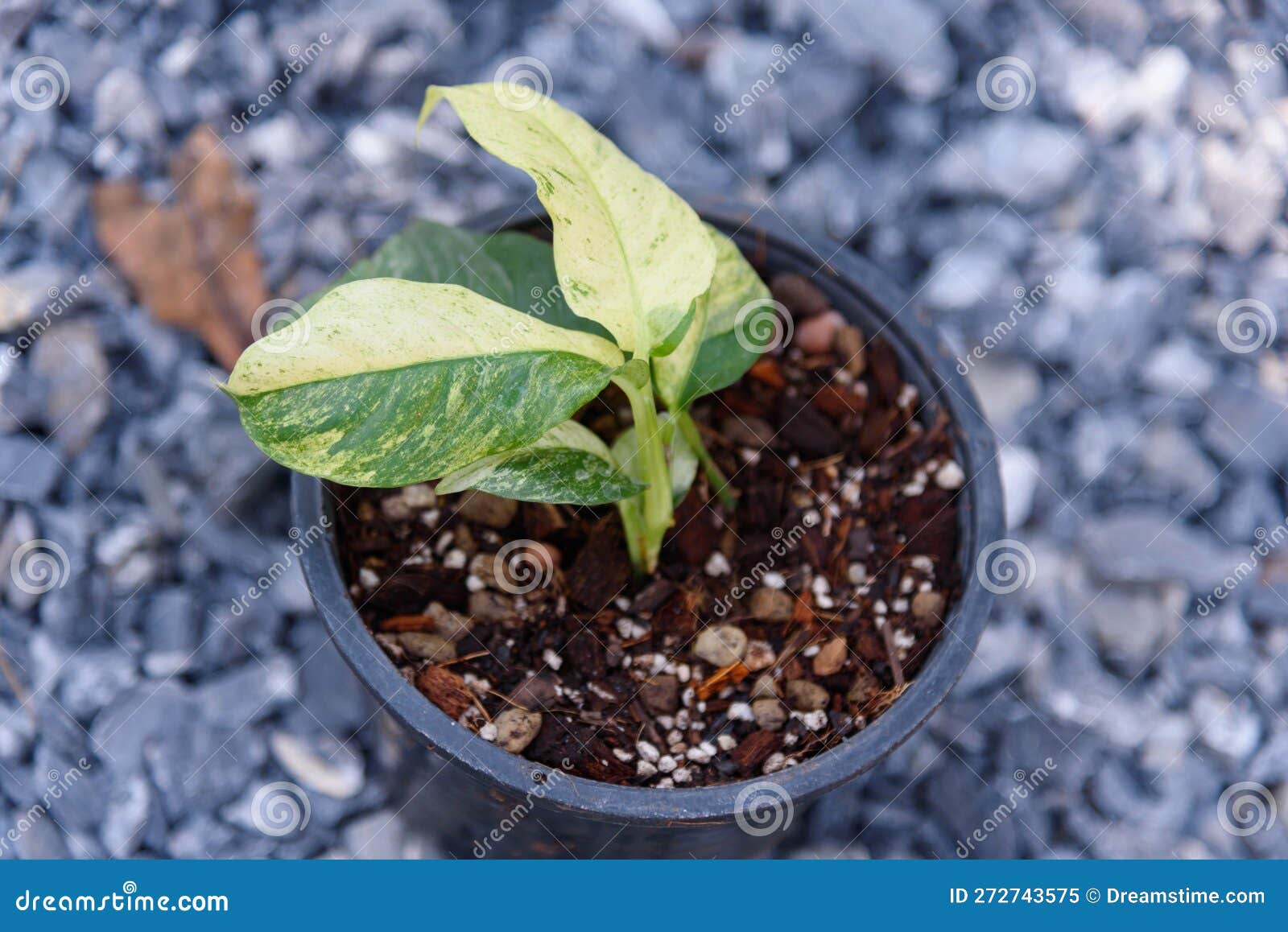 Rhaphidophora Puberula Variegated in the Pot Stock Image - Image of ...