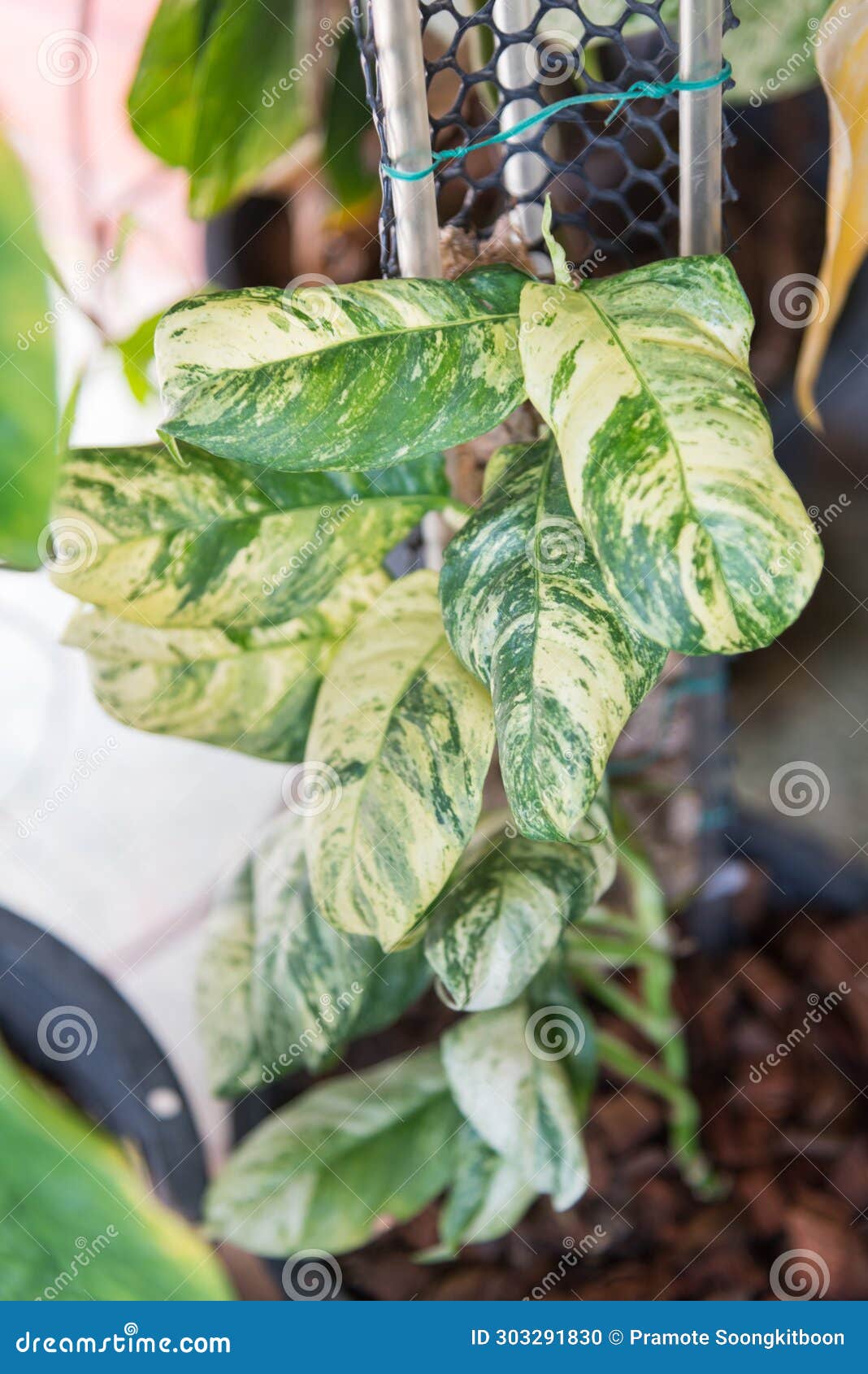 Rhaphidophora Puberula Variegated in the Pot Stock Photo - Image of ...
