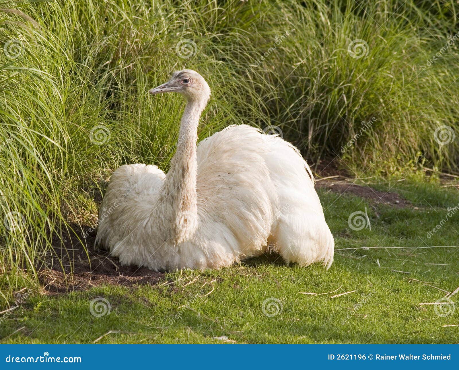 Rhea 1 stock photo. Image of villar, dombs, exotic, nature - 2621196