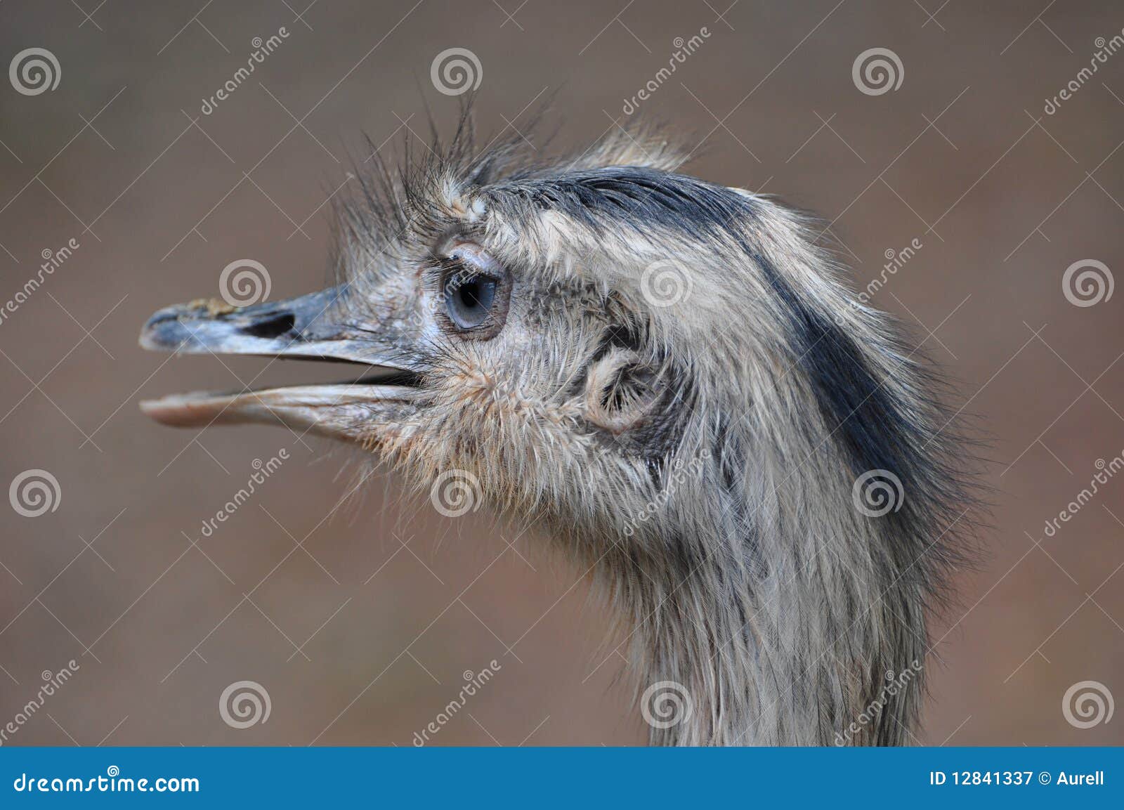 Rhea stock image. Image of bird, wildlife, americana - 12841337