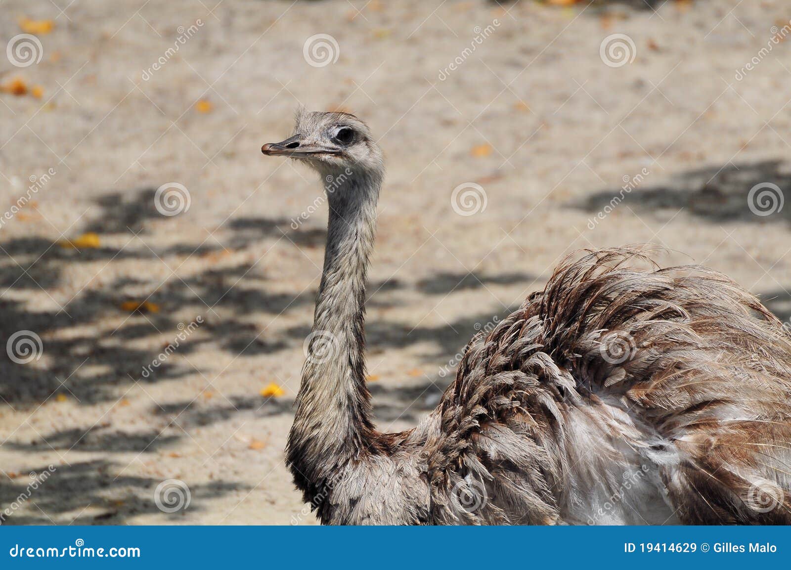 Rhea stock image. Image of emus, isolated, australian - 19414629