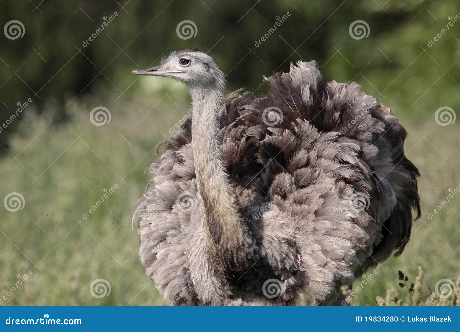 Rhea stock photo. Image of rhea, common, nature, wildlife - 19834280