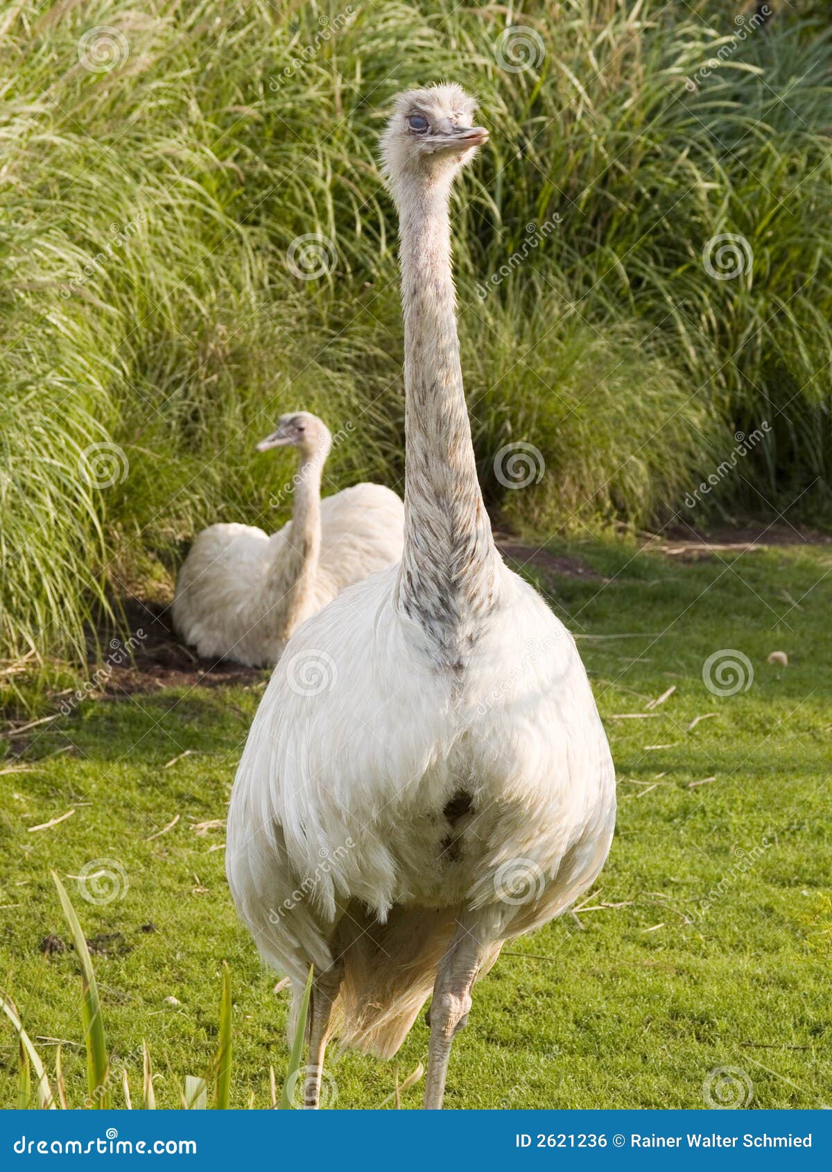 Rhea 2 stock photo. Image of wild, rhea, villar, bird - 2621236
