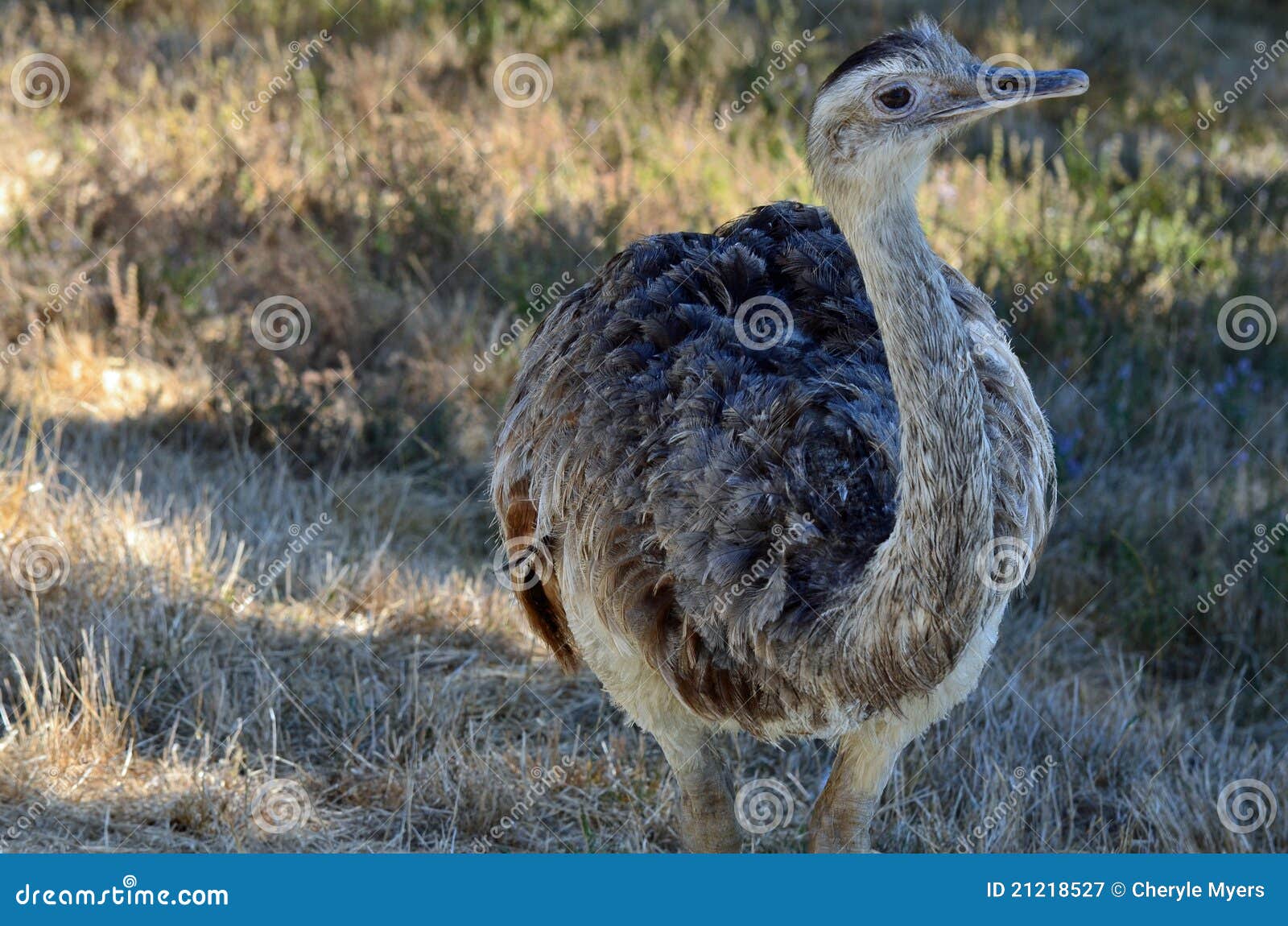 Rhea stock image. Image of feathers, greater, america - 21218527