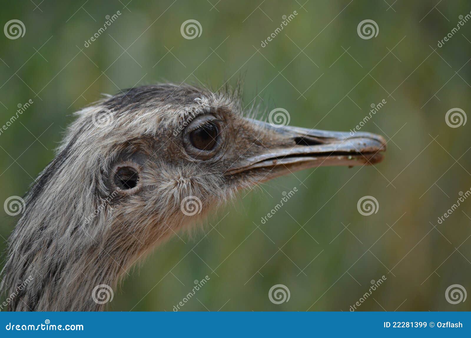 Rhea stock image. Image of south, close, ratites, animal - 22281399