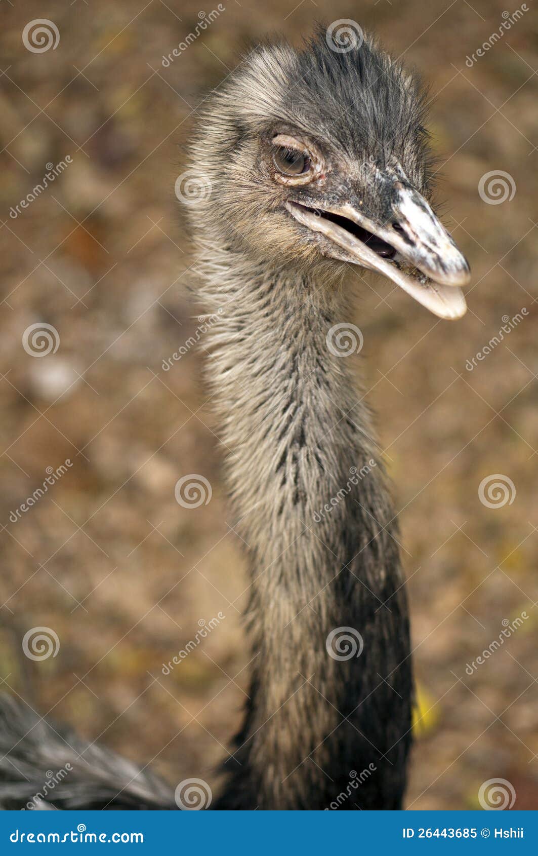 Rhea stock image. Image of closeup, fauna, feather, animal - 26443685