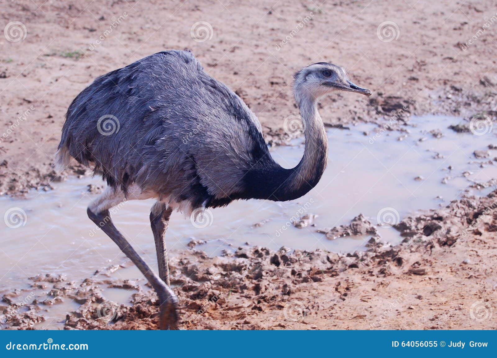 Rhea imagen de archivo. Imagen de volador, grande, relacionado - 64056055