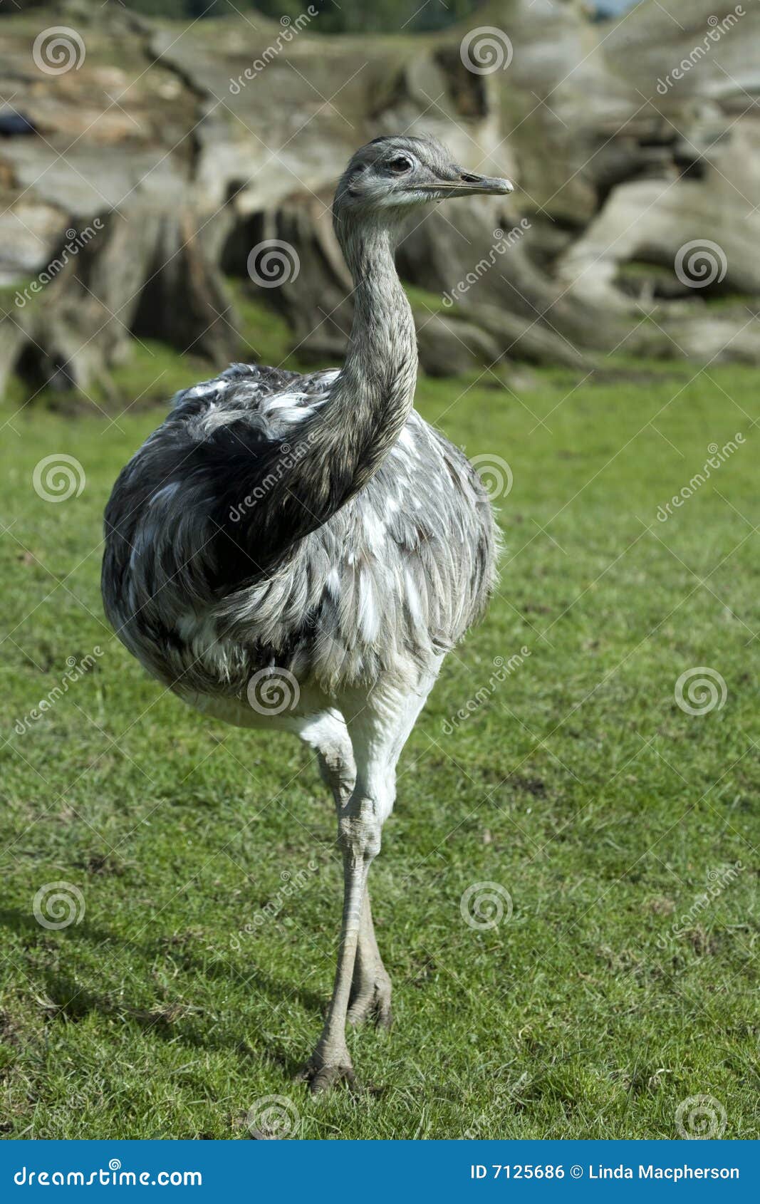 Rhea stock photo. Image of grey, rhea, feathered, feathers - 7125686