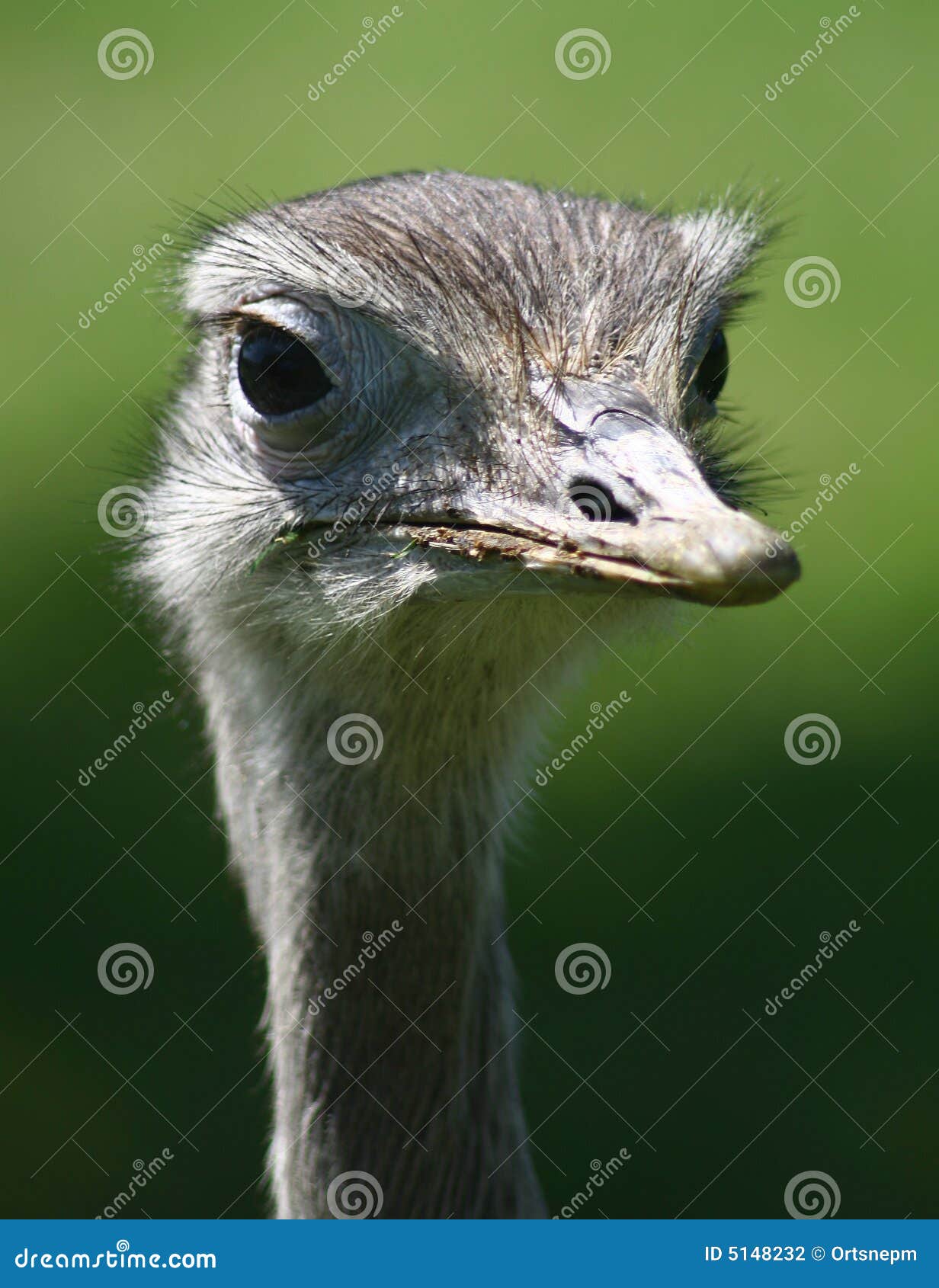 Rhea americana stock photo. Image of bird, eyes, look - 5148232