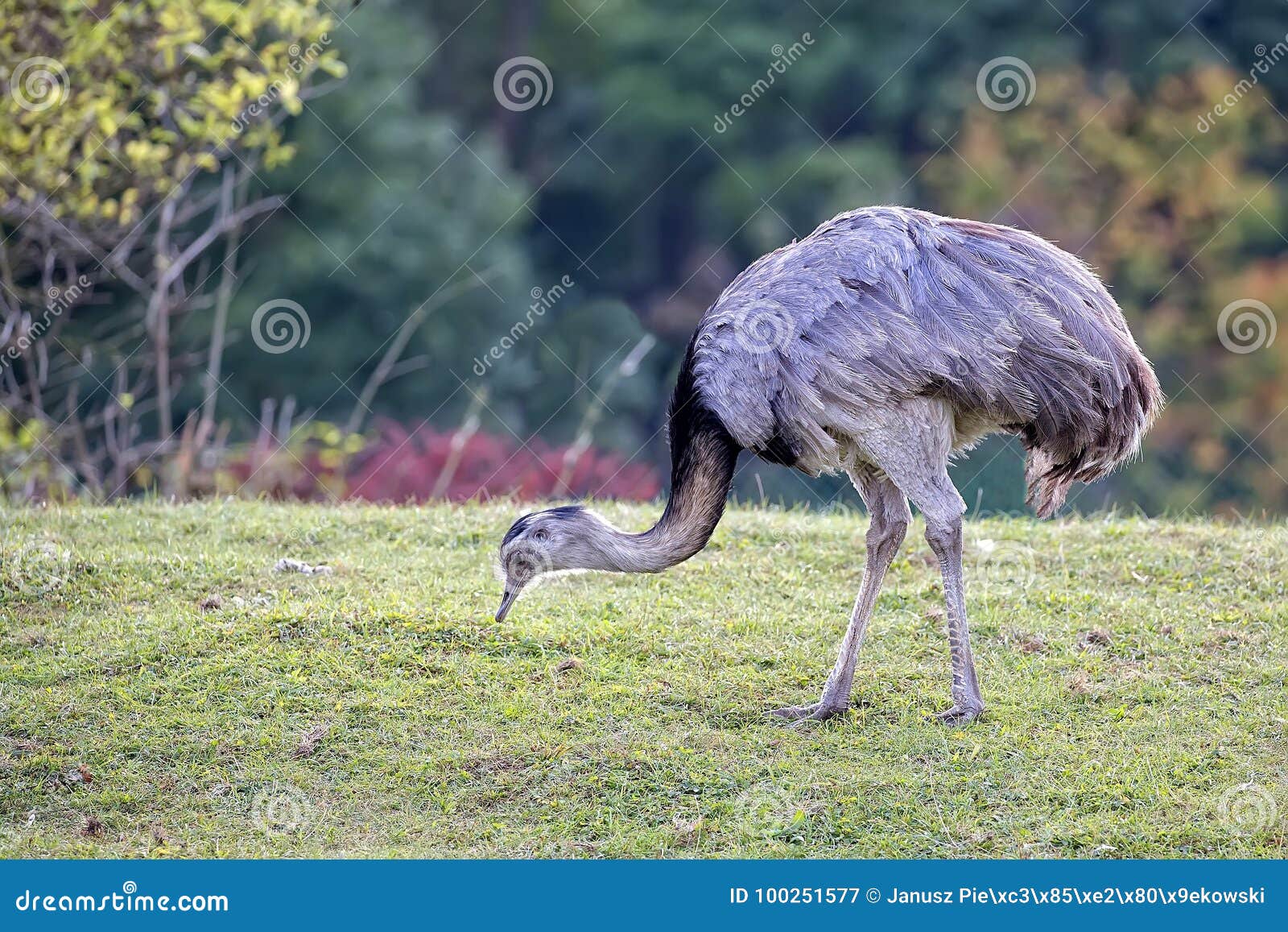 Rhea Americana in a Clearing Stock Image - Image of nature, bird: 100251577