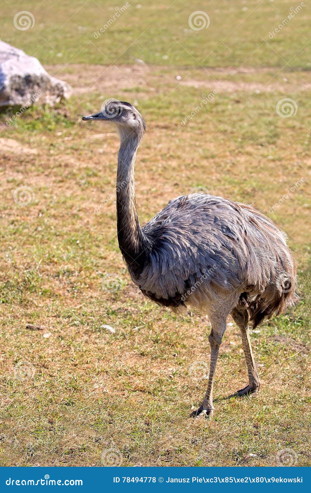 Rhea Americana in a Clearing Stock Photo - Image of gray, look: 78494778