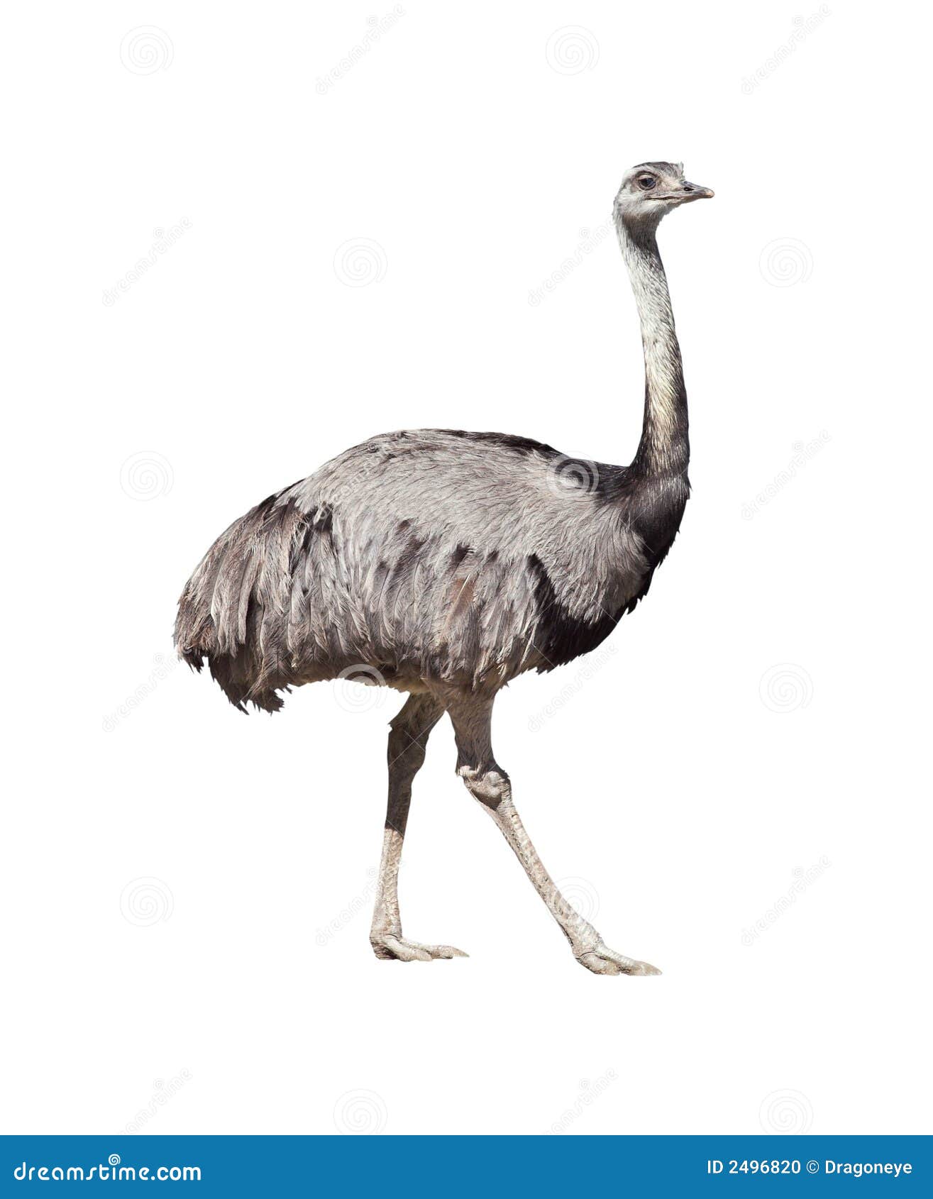 Rhea americana cutout stock photo. Image of beak, vertical - 2496820