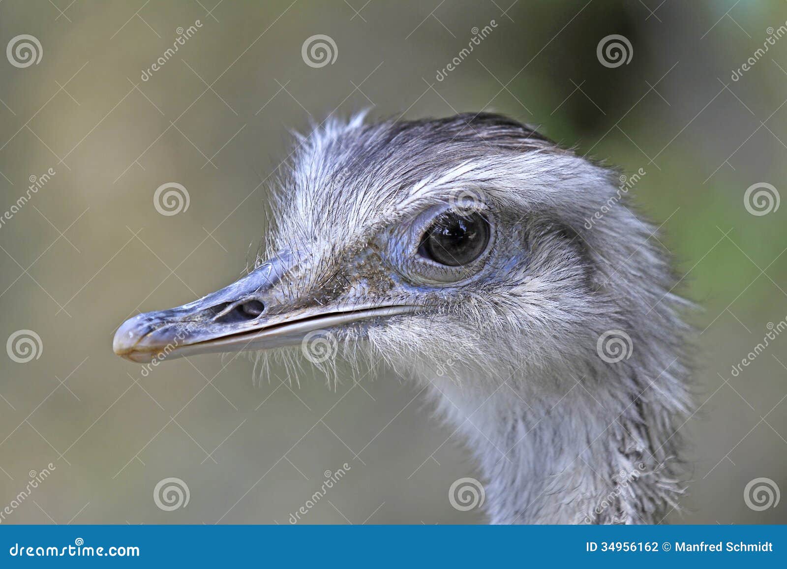 Rhea americana stock photo. Image of ecology, fluffy - 34956162