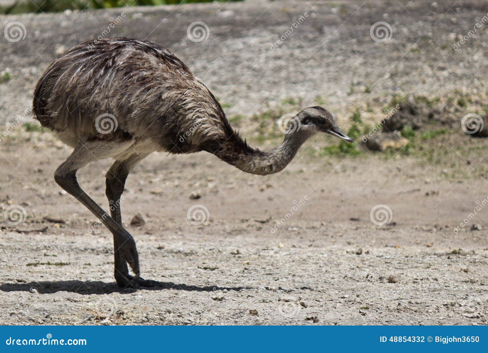 Rhea Americana - a Flightless Bird Stock Photo - Image of feather ...