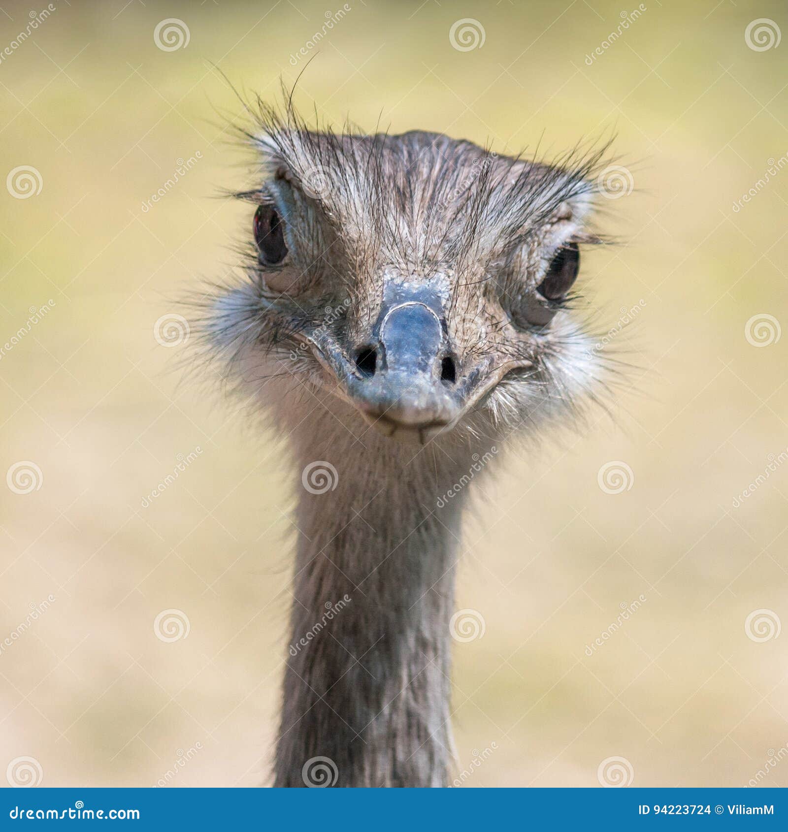Rhea americana stock photo. Image of furry, beak, african - 94223724