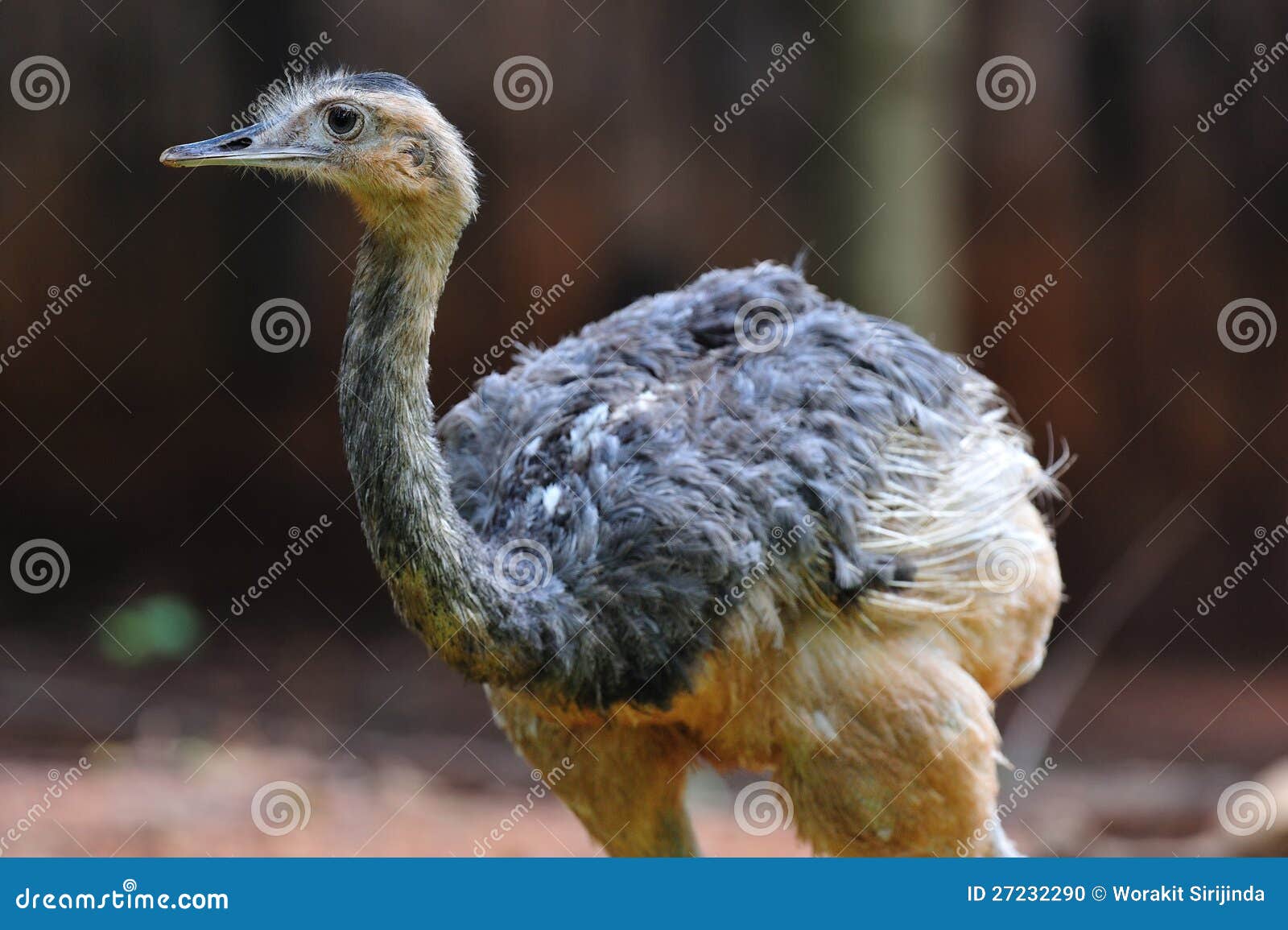 Rhea Bird stock photo. Image of greater, standing, animal - 27232290