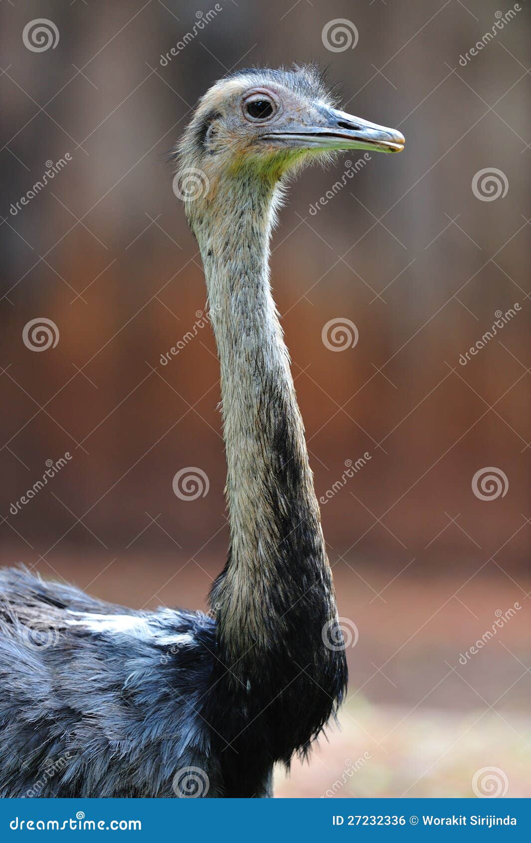 Rhea Bird stock photo. Image of single, greater, standing - 27232336