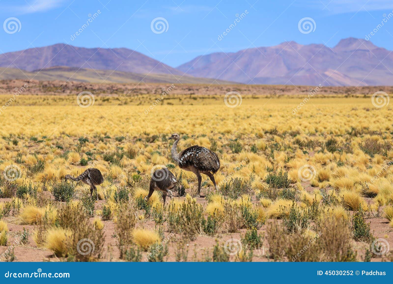 Rhea Bird in Atacama Desert Stock Photo - Image of wing, animal: 45030252