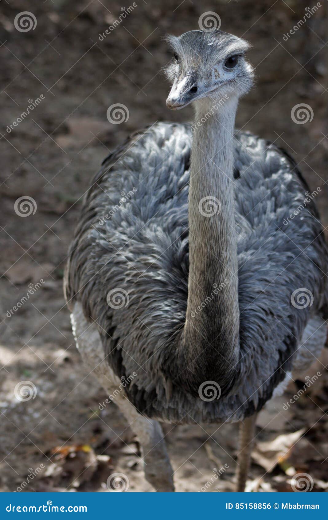 Rhea bird. stock photo. Image of wildlife, birds, close - 85158856