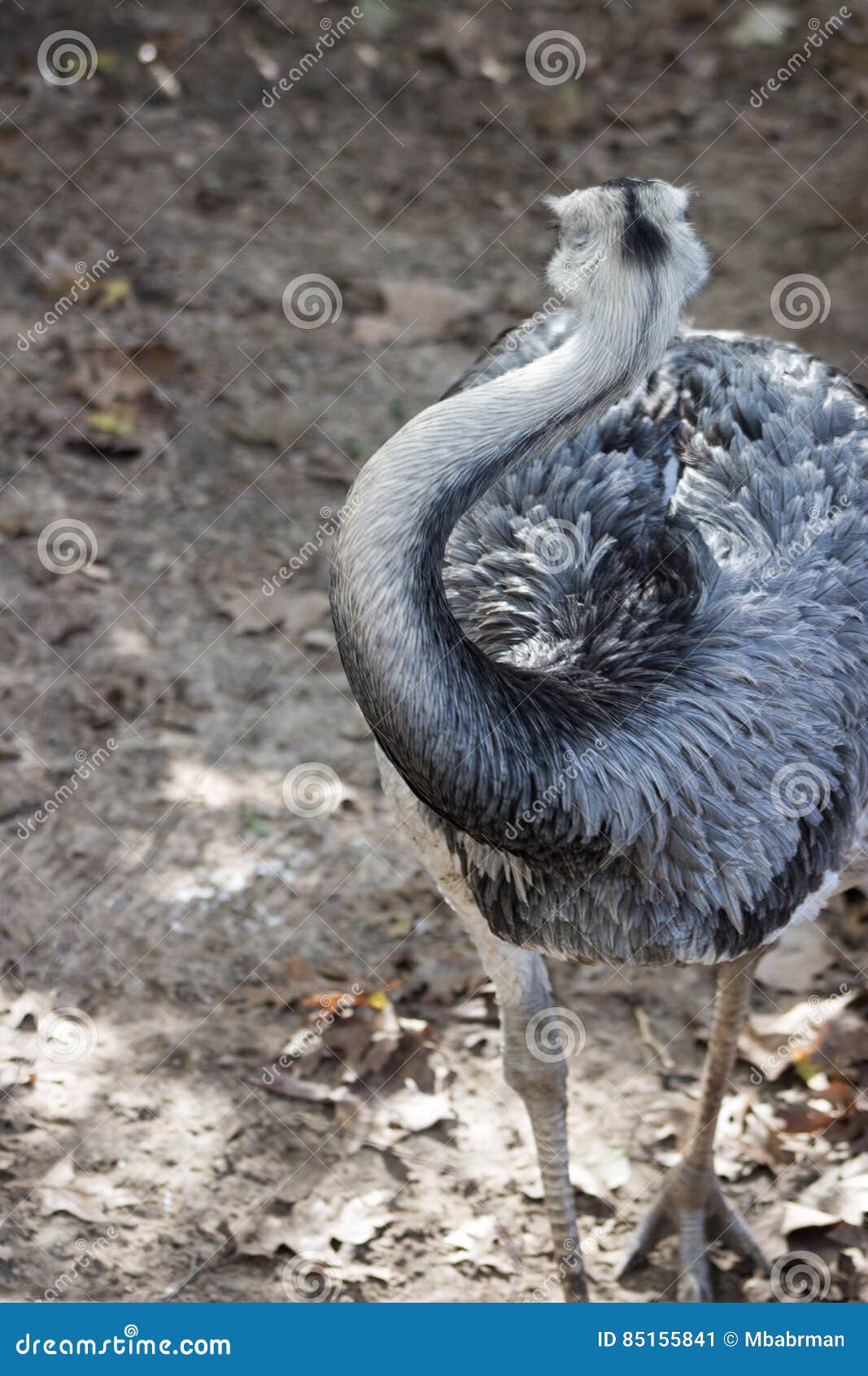Rhea bird. stock image. Image of patterns, birds, nature - 85155841