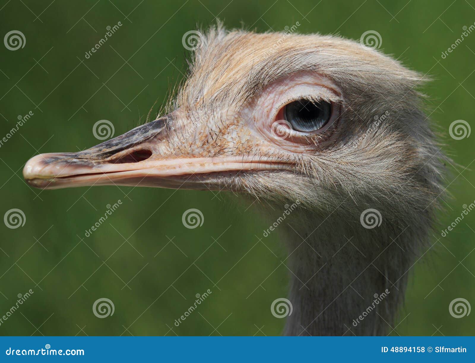 Rhea bird stock photo. Image of portrait, beak, colourful - 48894158