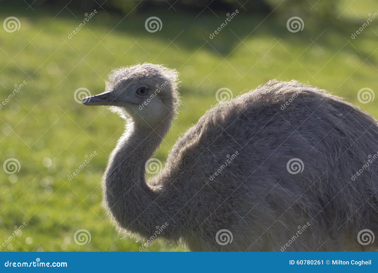 Rhea Bird Porttrait Stock Photos - Free & Royalty-Free Stock Photos ...