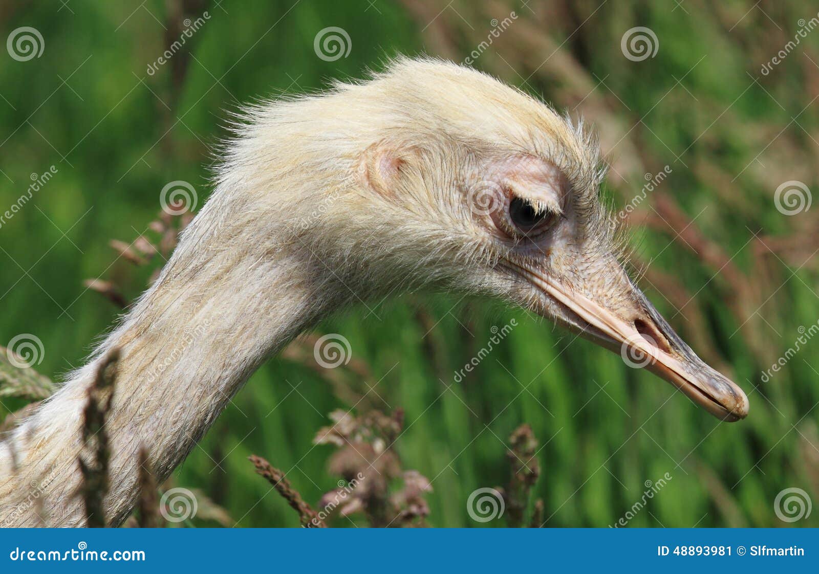 Rhea bird stock image. Image of rhea, bird, profile, green - 48893981