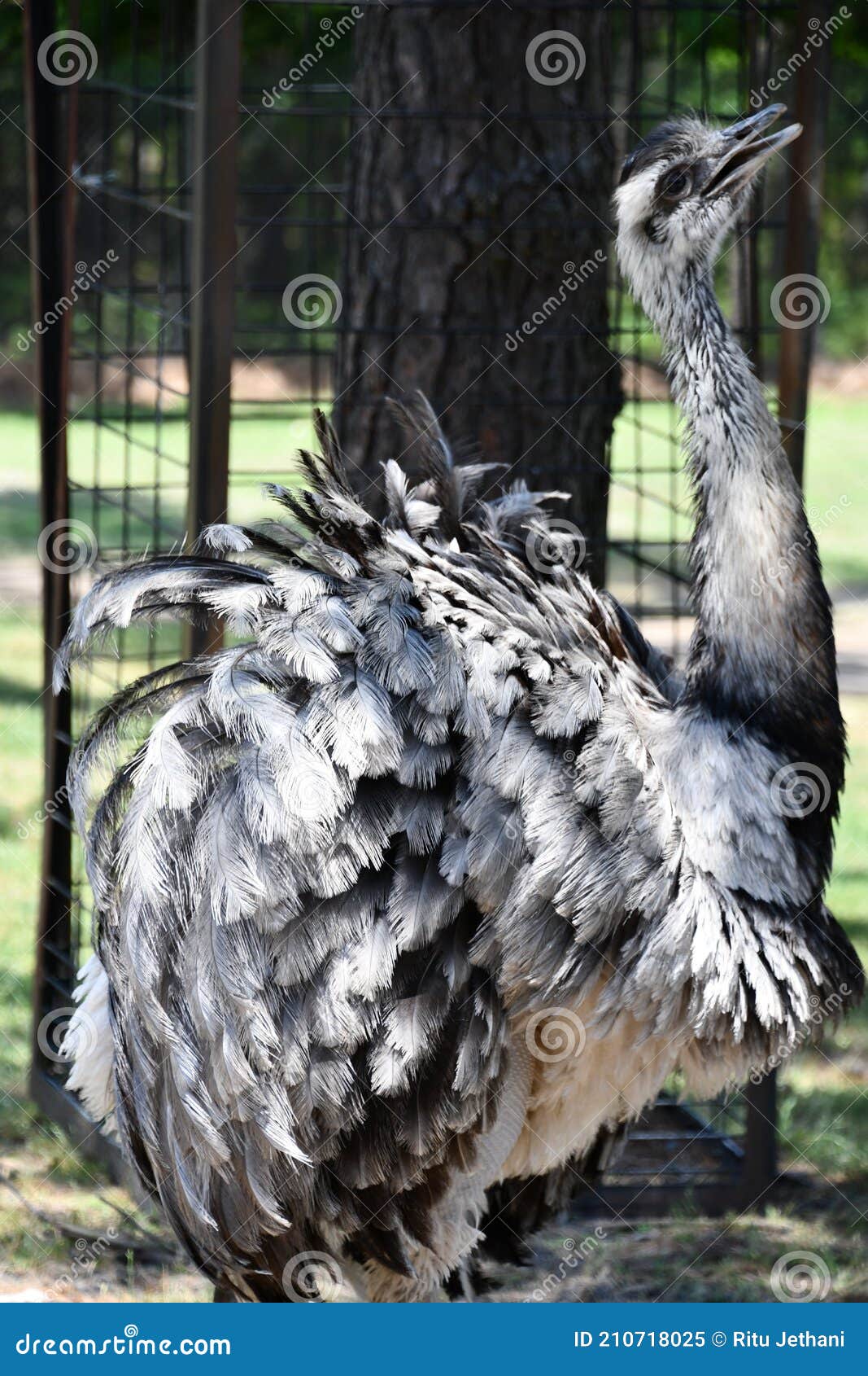 A Rhea Bird stock image. Image of america, americana - 210718025