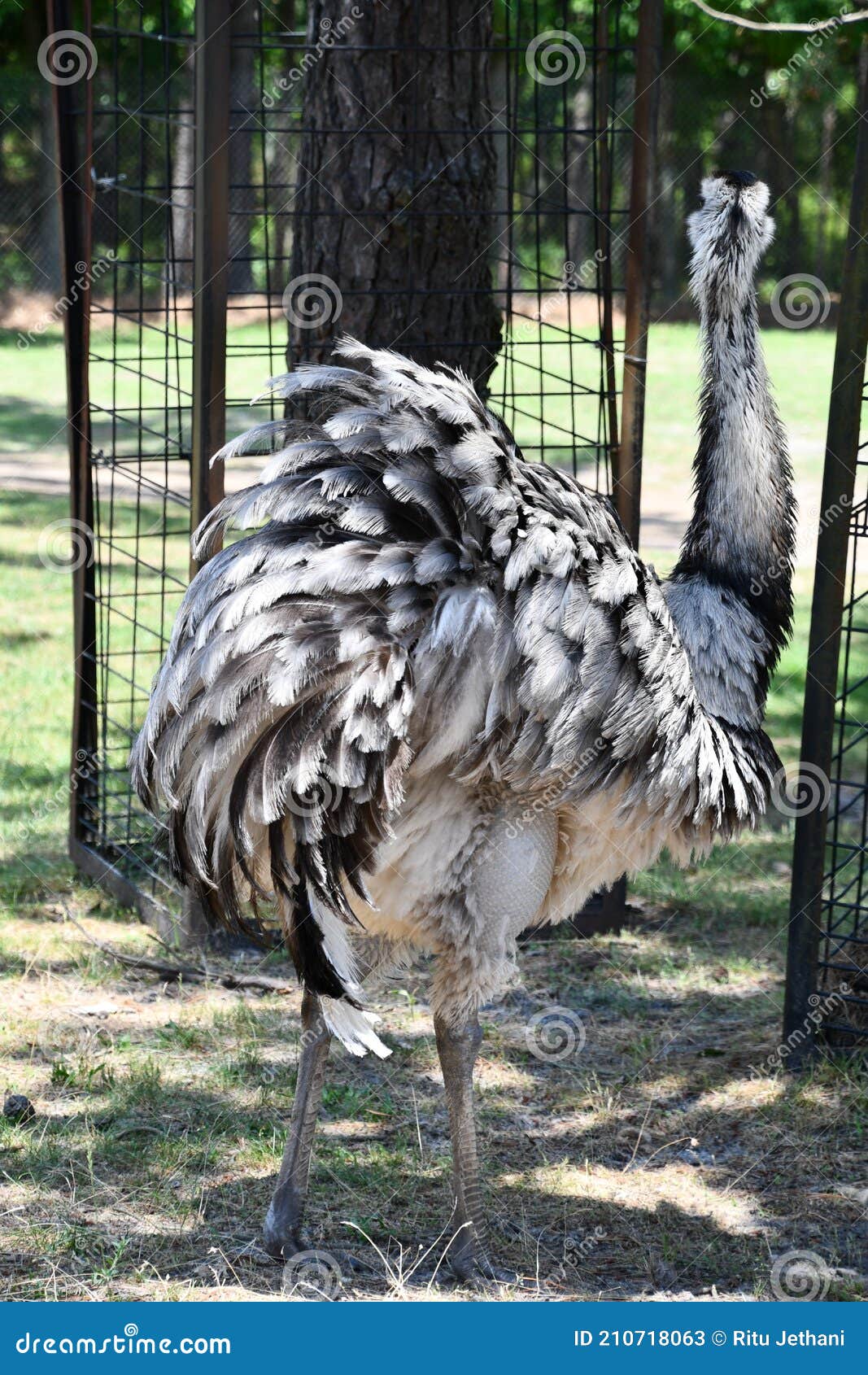 A Rhea Bird stock image. Image of plumage, nandu, darwin - 210718063