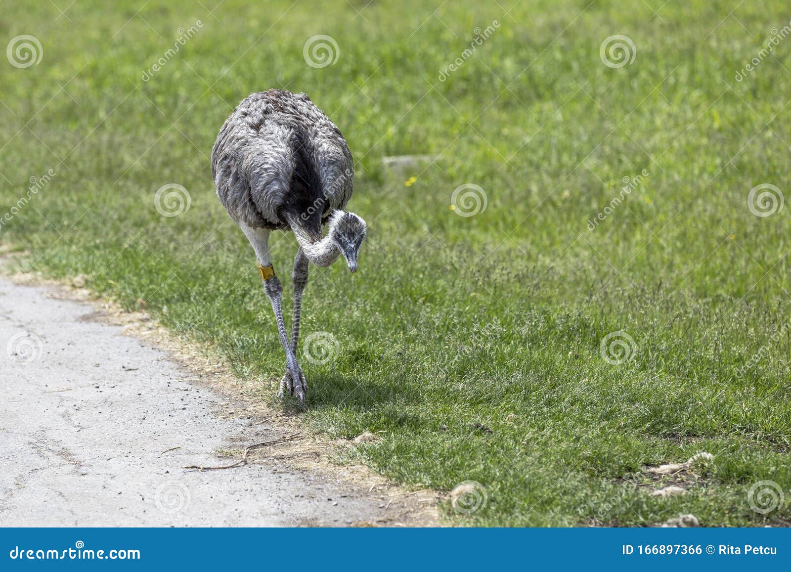 Rhea Bird stock photo. Image of beak, outdoors, background - 166897366