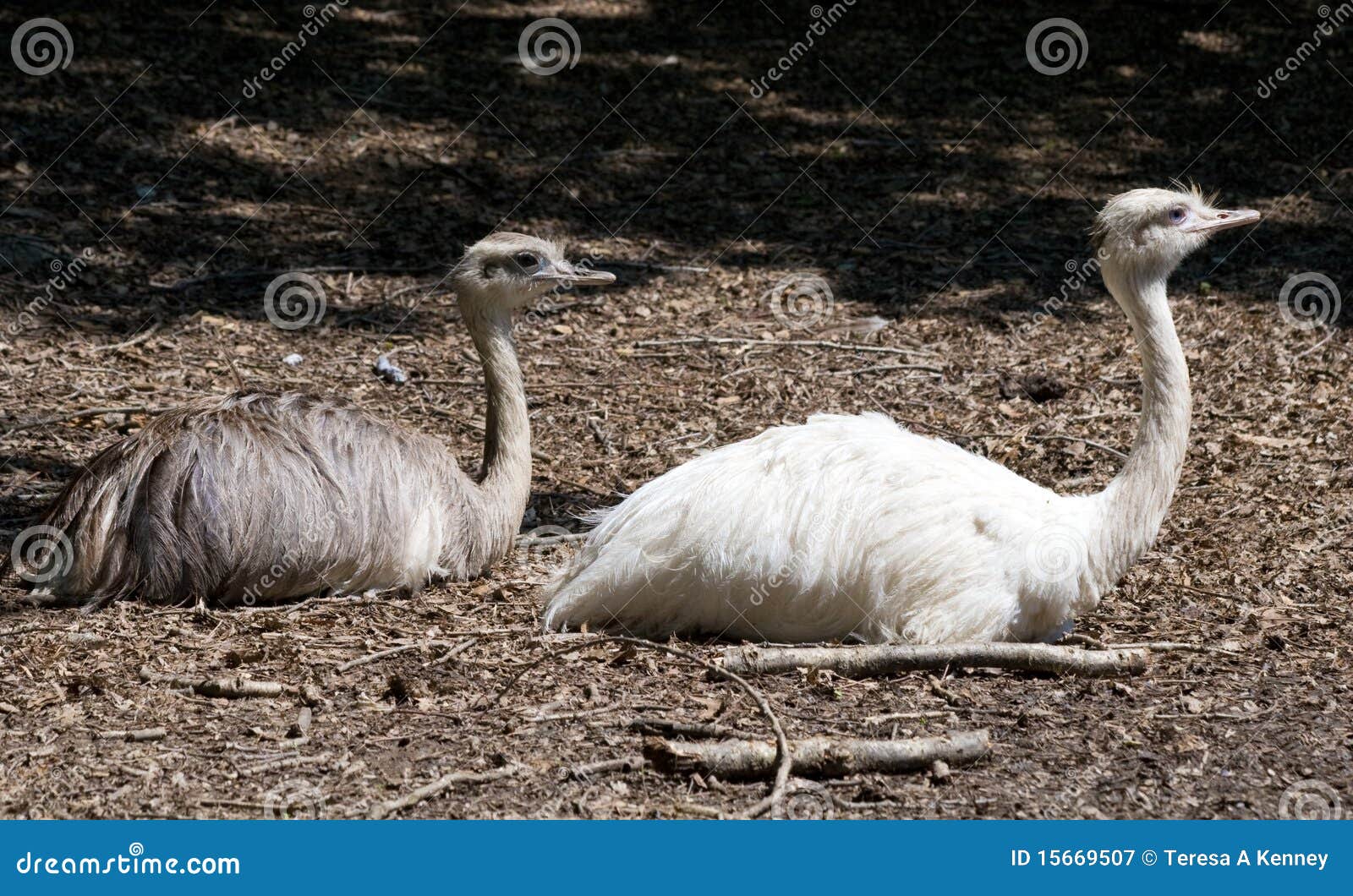 Rhea Birds stock image. Image of native, coloured, america - 15669507