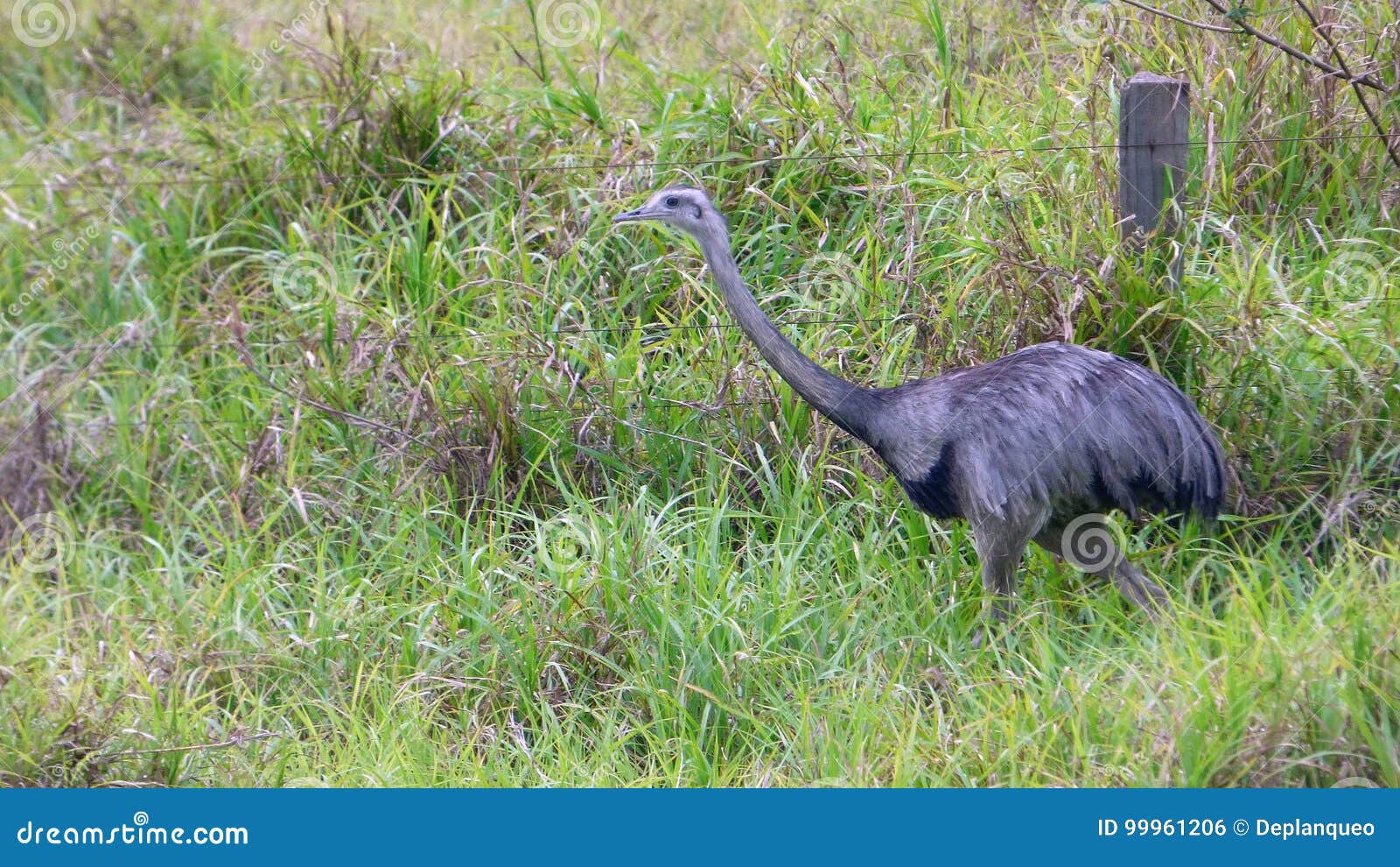 Rhea in Bolivia, South America. Stock Photo - Image of lifestyle ...