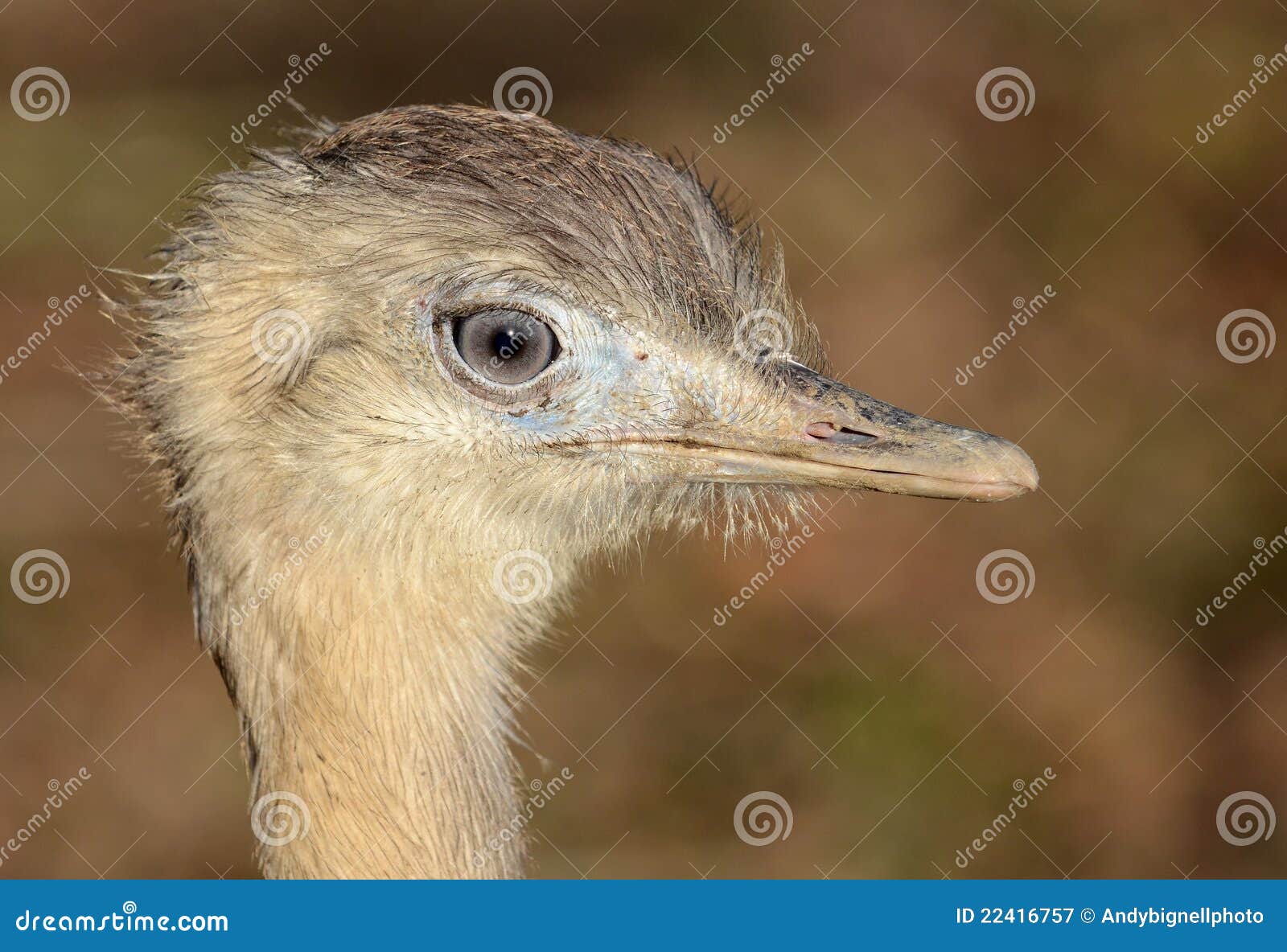 Rhea Chick stock image. Image of flightless, feather - 22416757