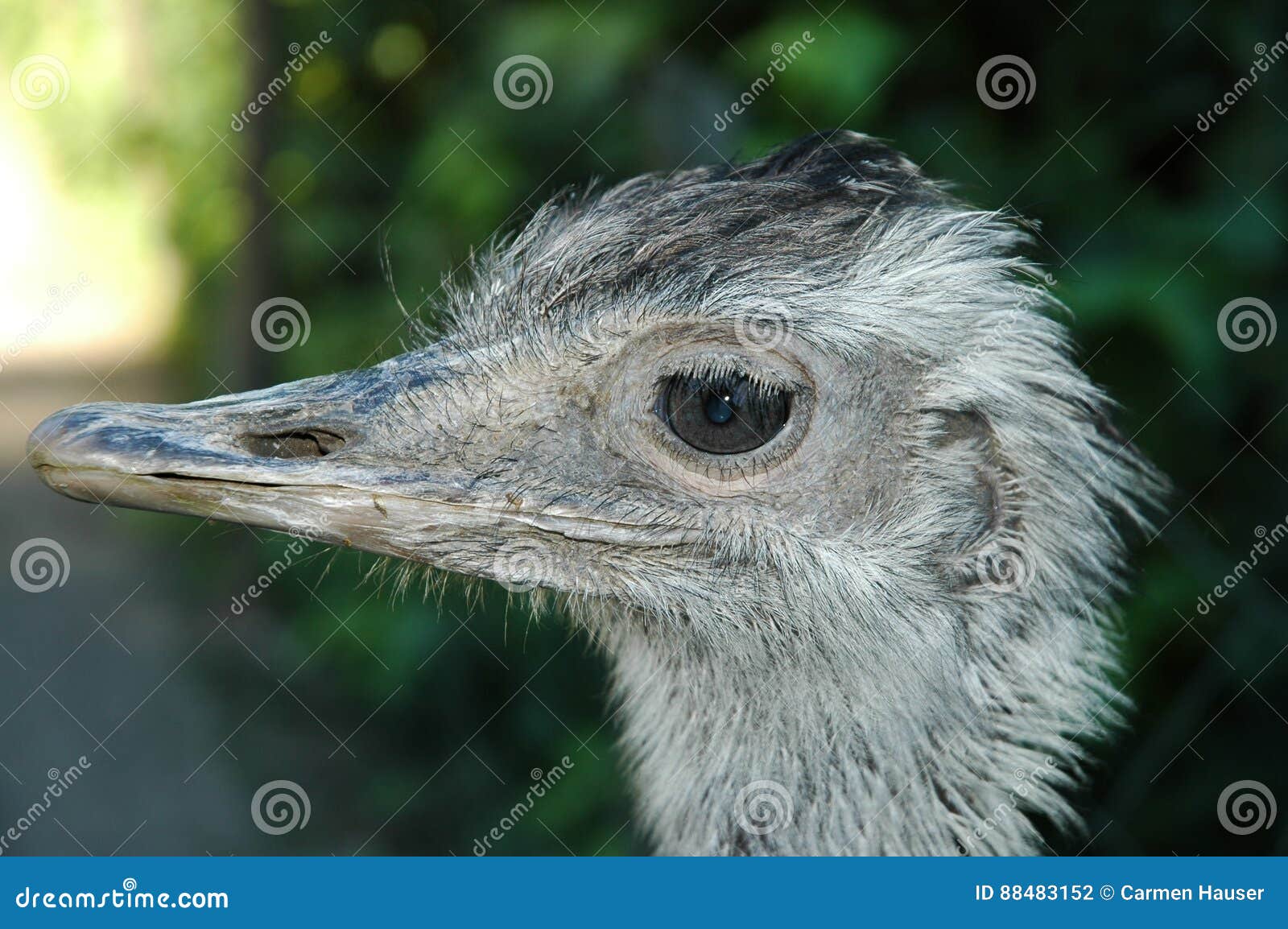 Rhea stock photo. Image of greater, feathers, rhea, rheidae - 88483152