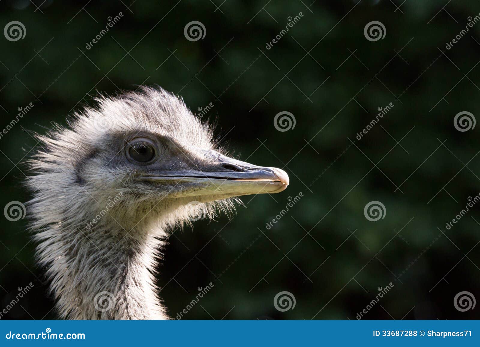 Rhea head 1 stock photo. Image of recording, head, rhea - 33687288