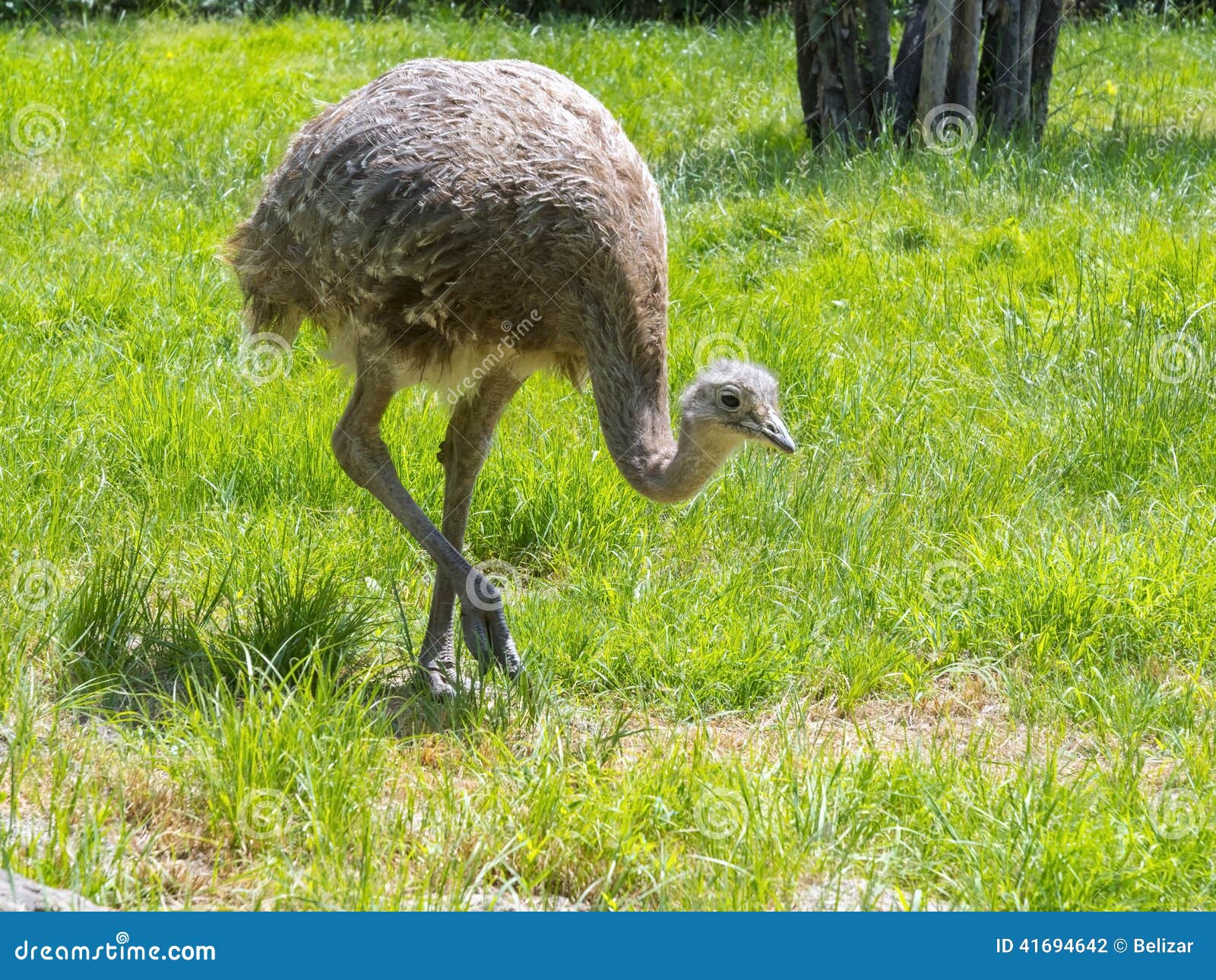 Rhea De Darwin (pennata De Rhea) Foto de archivo - Imagen de hierba ...