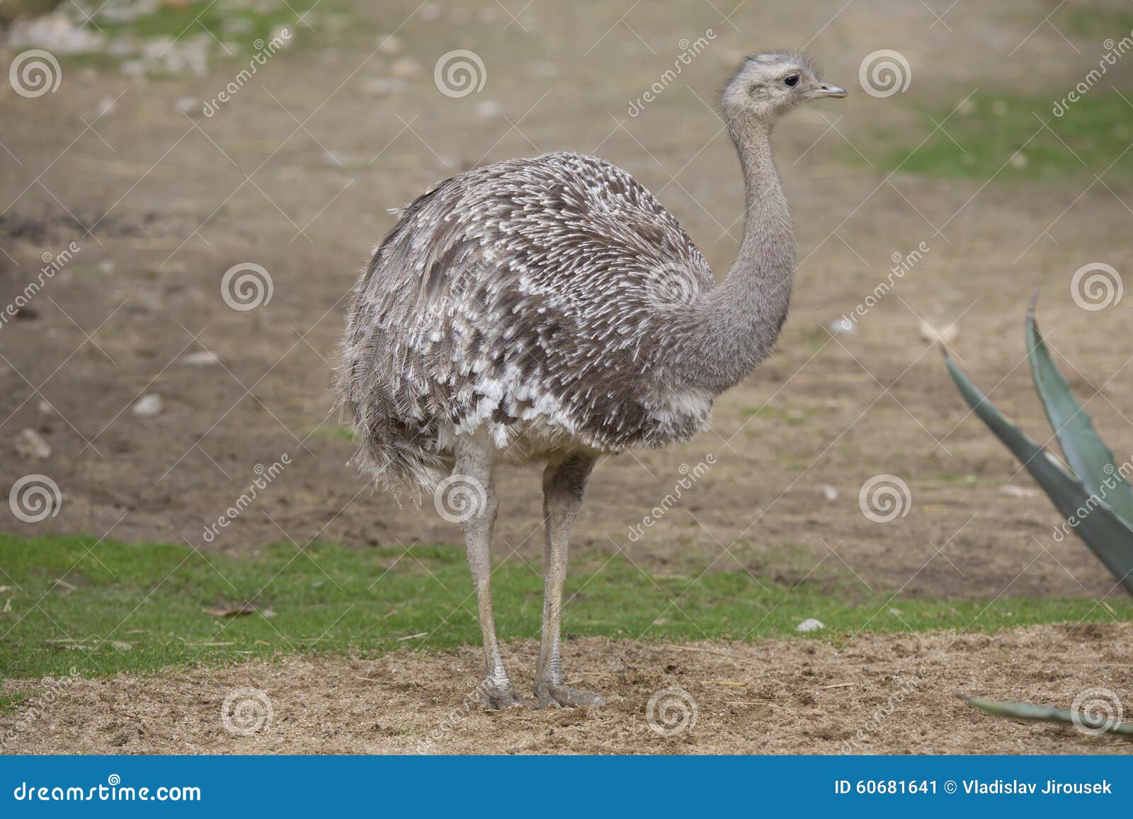 Rhea De Darwin Raro, Pennata De Rhea Imagen de archivo - Imagen de ...