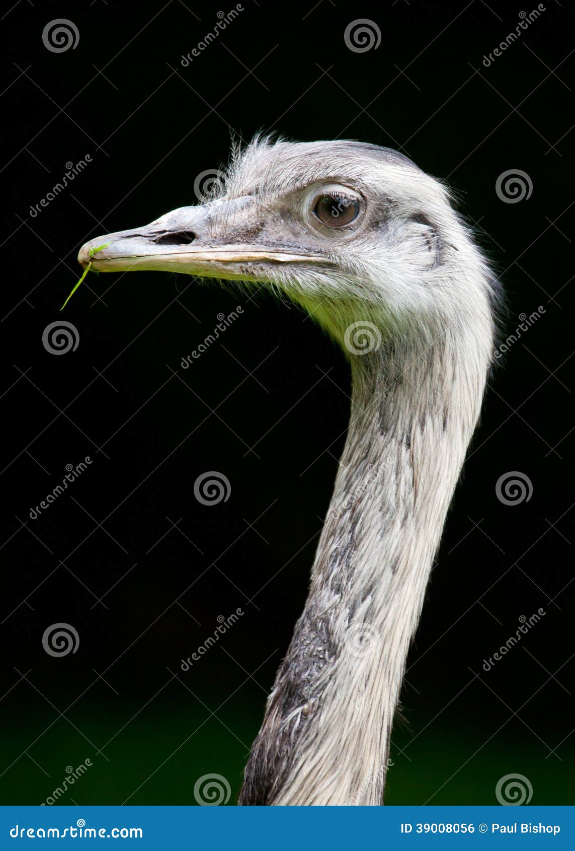 Rhea stock photo. Image of long, grass, beak, rhea, neck - 39008056