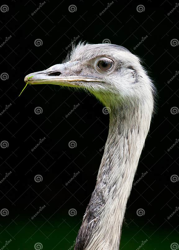 Rhea stock photo. Image of long, grass, beak, rhea, neck - 39008056