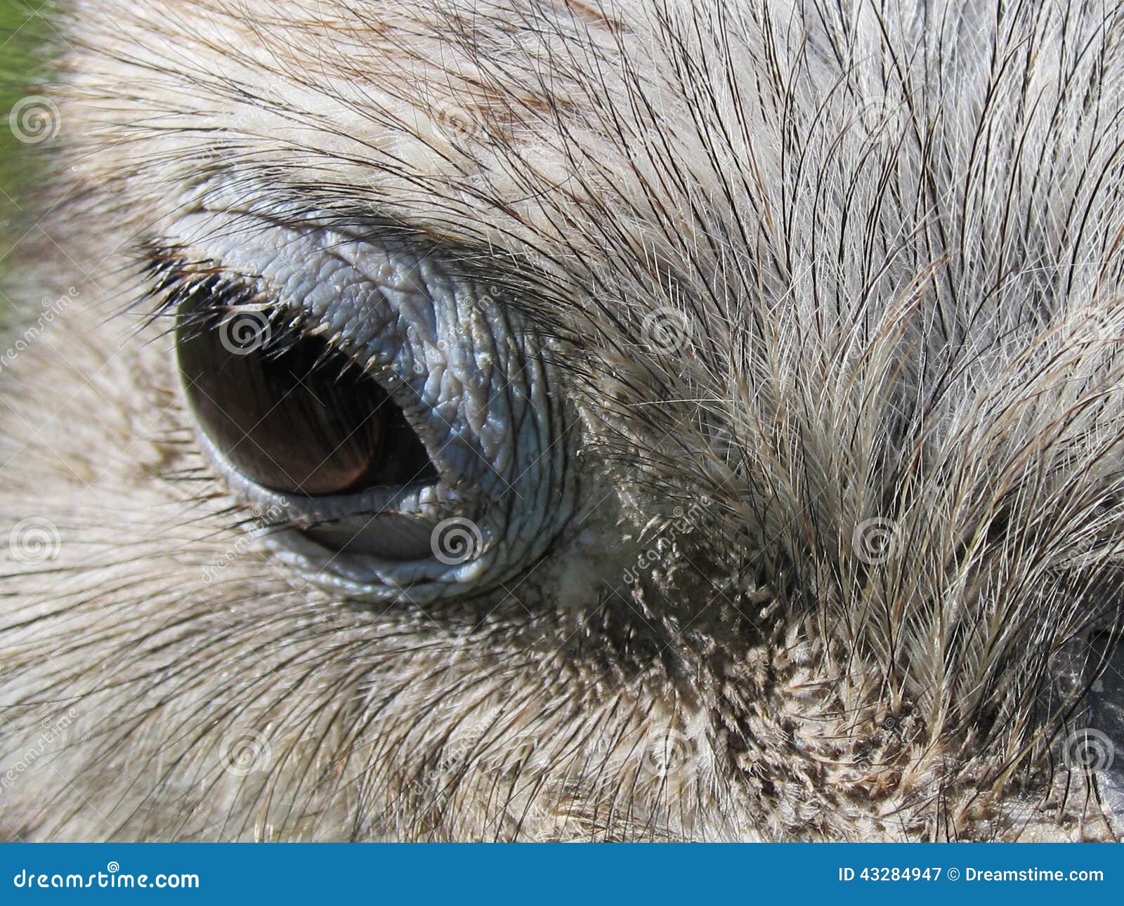 Rhea Eye stock image. Image of rhea, close, eyeball, skin - 43284947