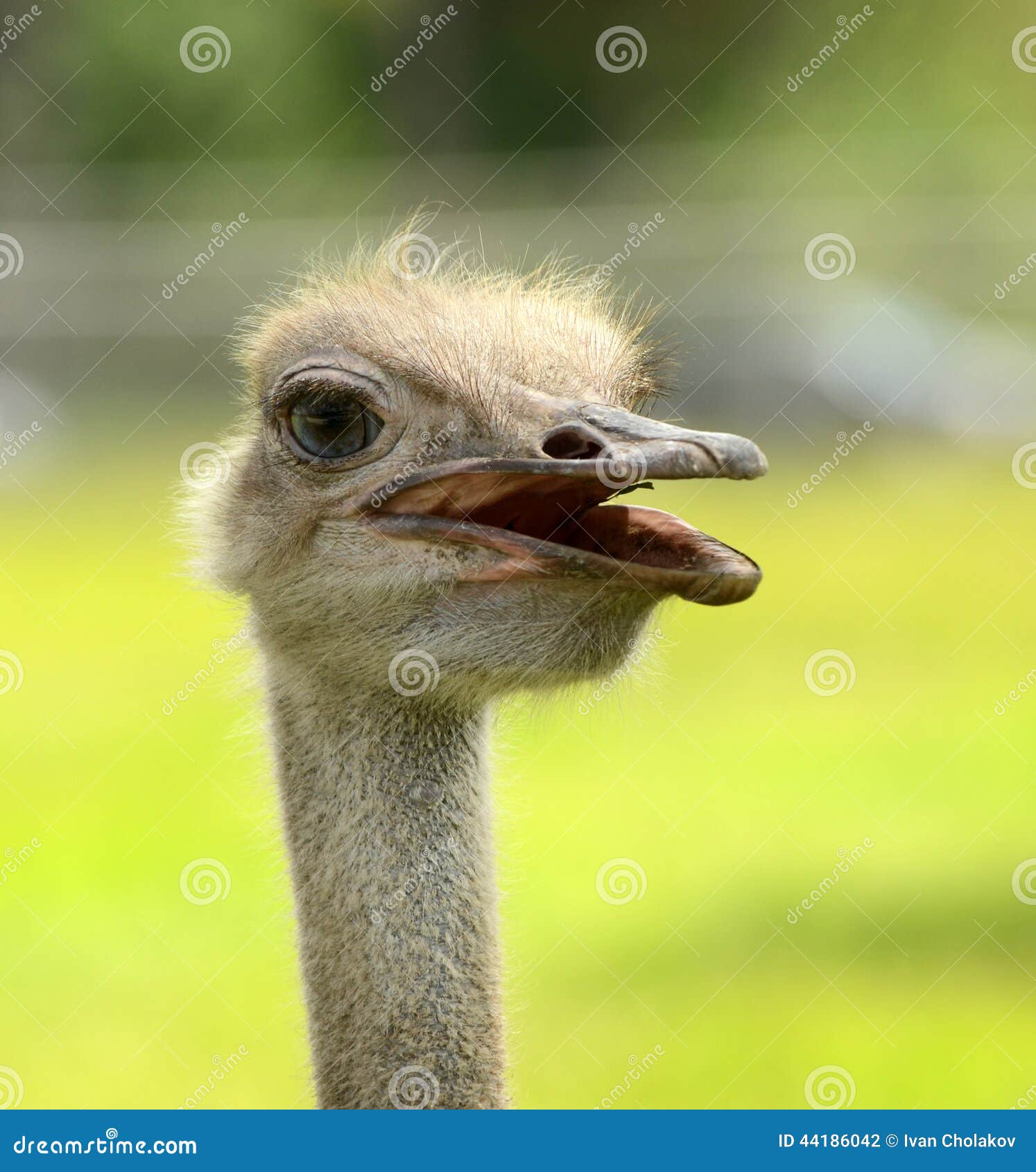 Rhea head closeup stock photo. Image of head, natural - 44186042